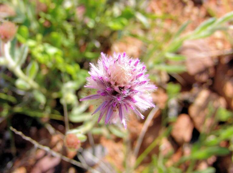 Hairy Mulla Mulla (Ptilotus helipteroides) – Ausemade