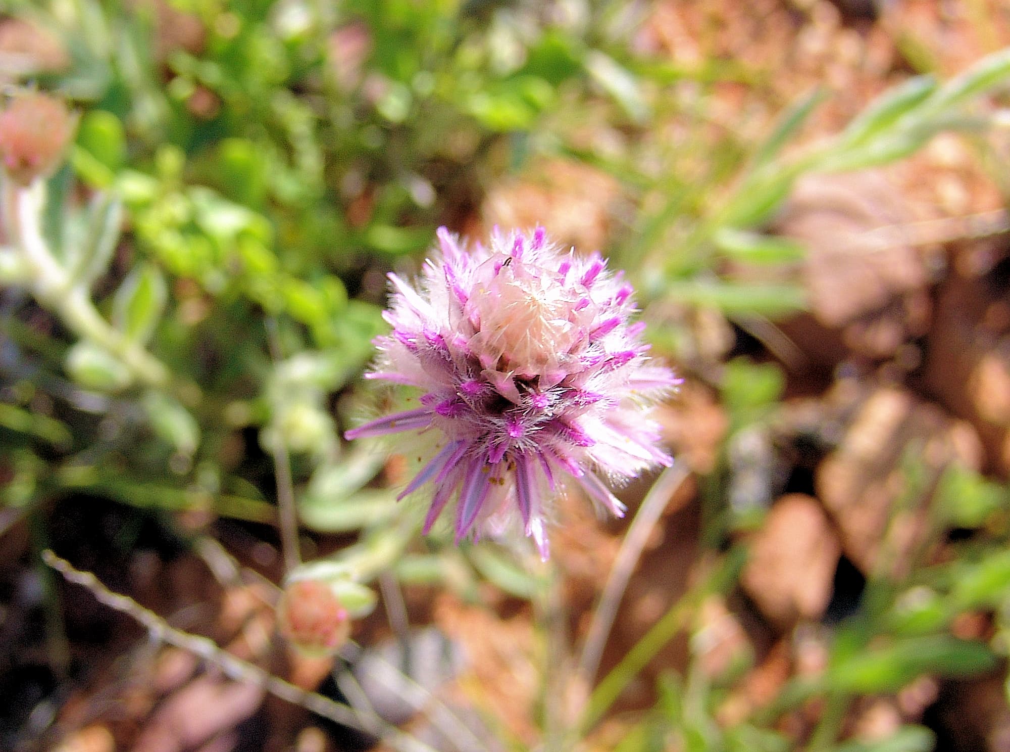 Hairy Mulla Mulla (Ptilotus helipteroides) – Ausemade