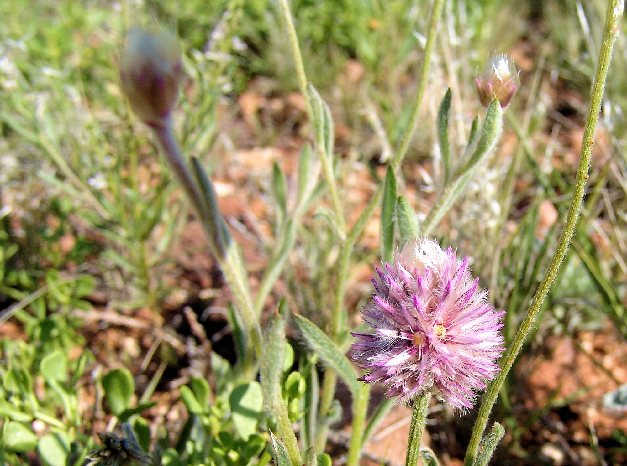 Hairy Mulla Mulla (Ptilotus helipteroides) – Ausemade