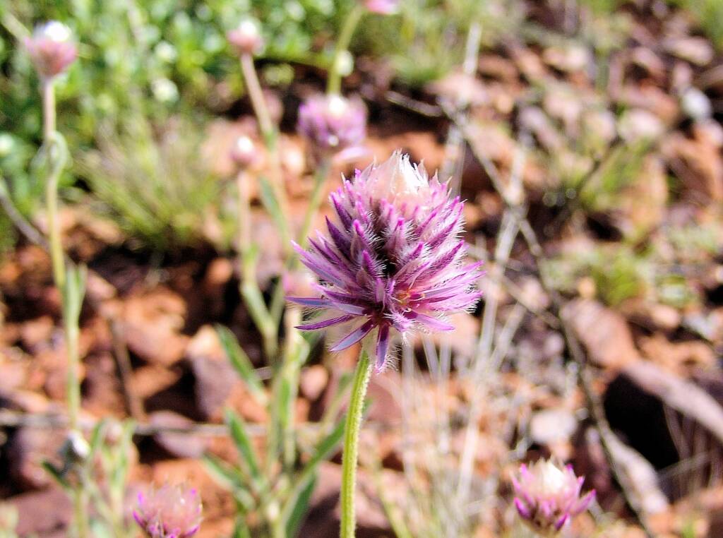 Hairy Mulla Mulla (Ptilotus helipteroides) – Ausemade