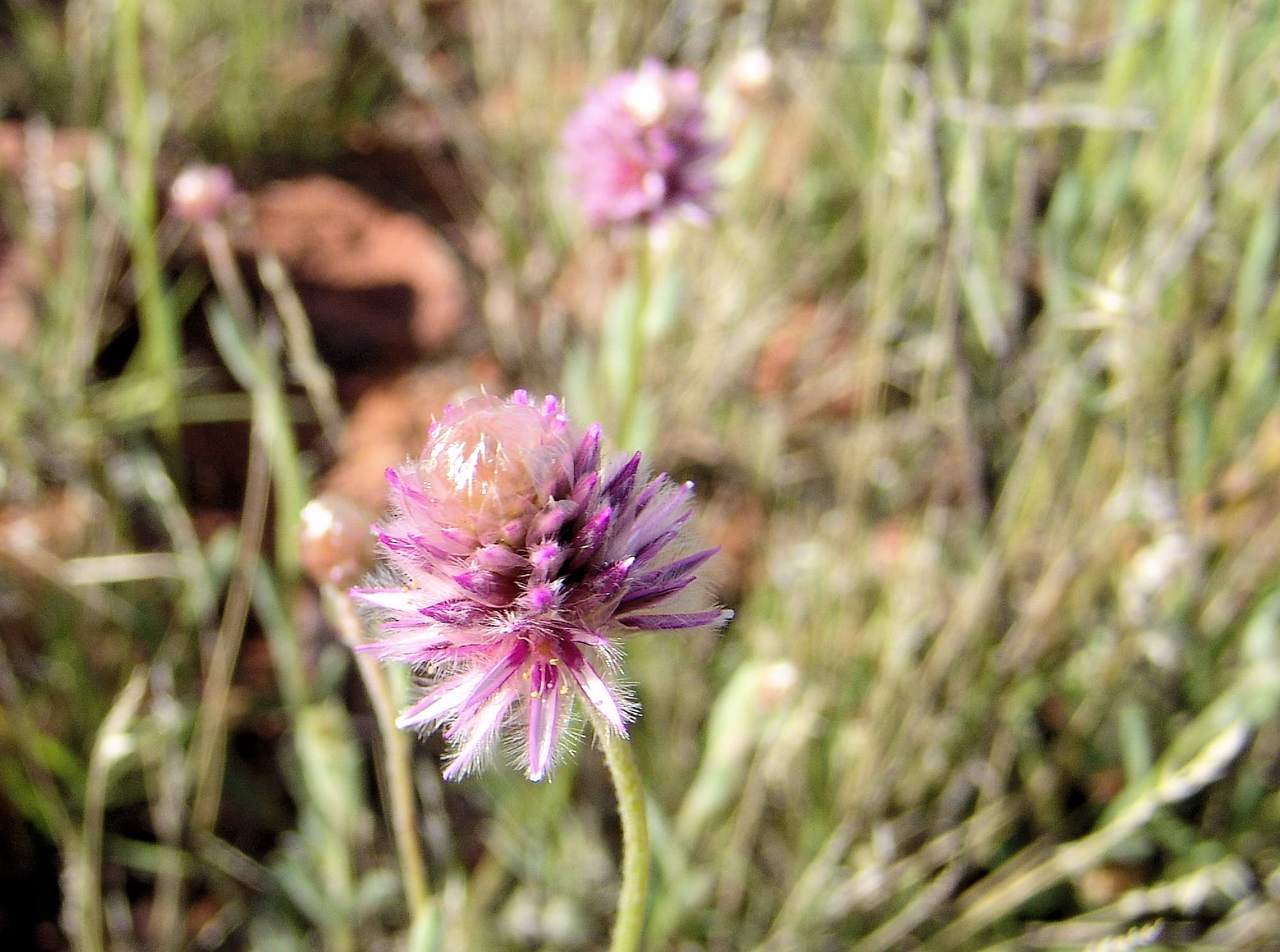 Hairy Mulla Mulla (Ptilotus helipteroides) – Ausemade