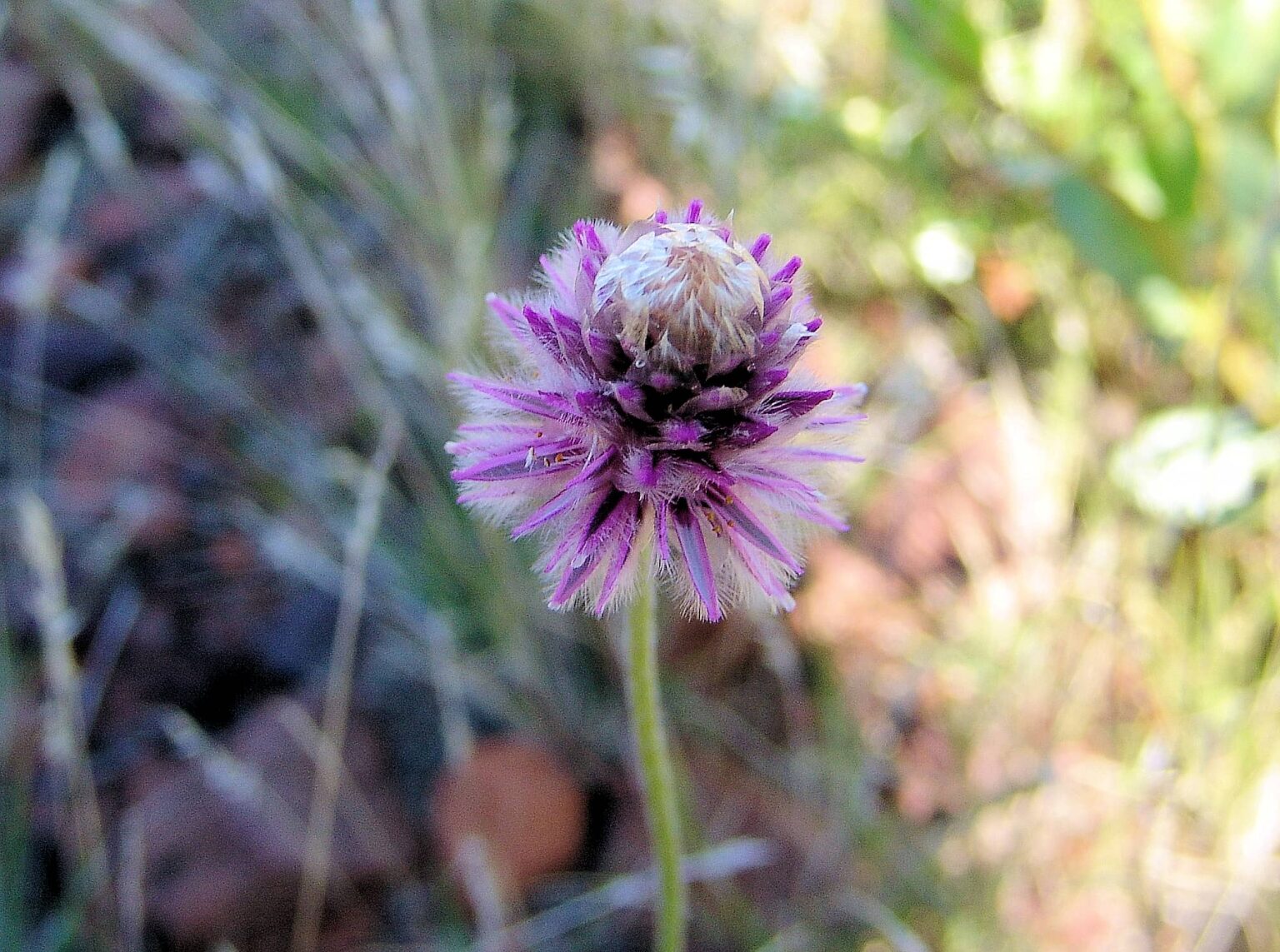 Hairy Mulla Mulla (Ptilotus helipteroides) – Ausemade