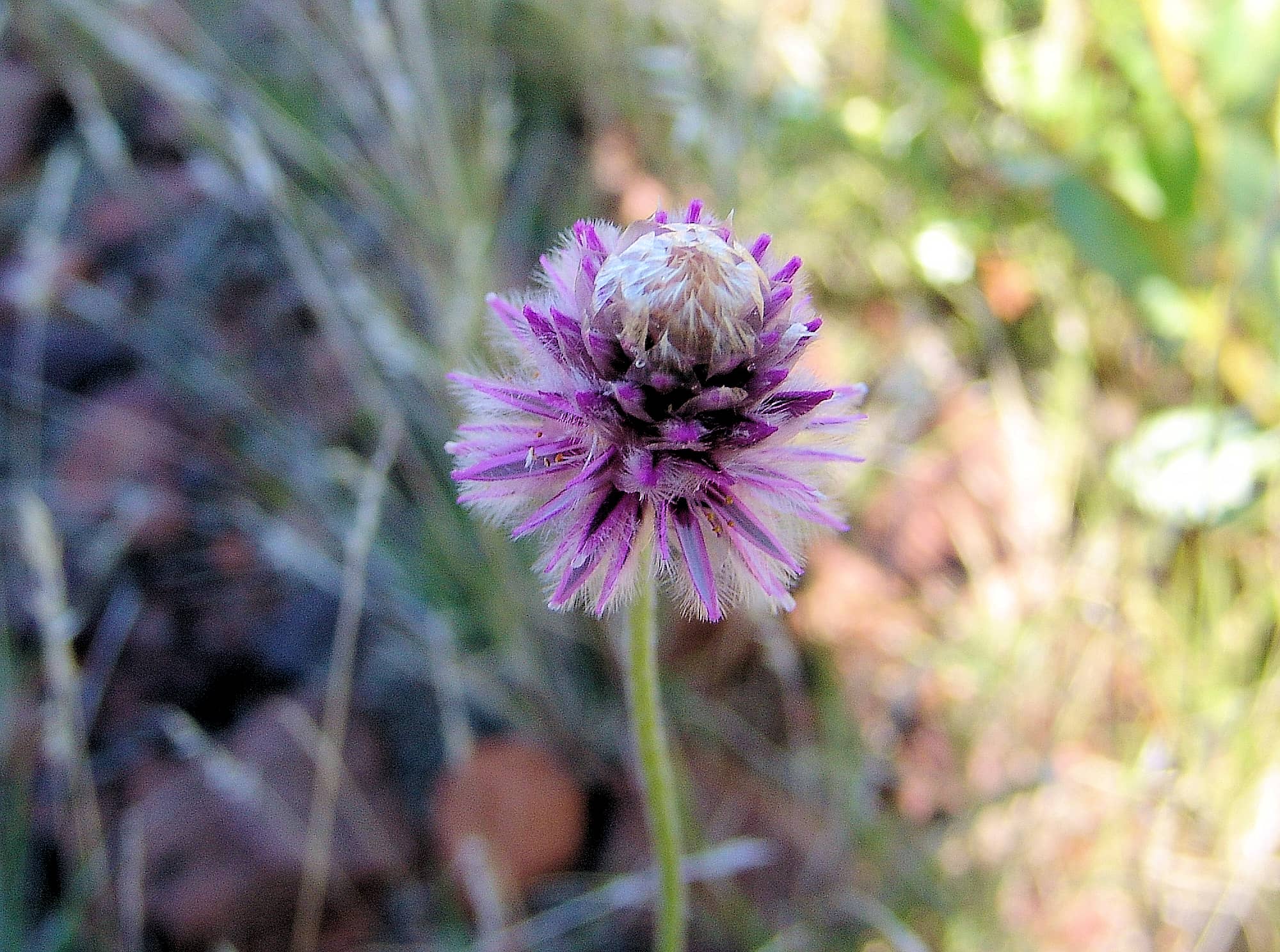 Hairy Mulla Mulla (Ptilotus helipteroides) – Ausemade