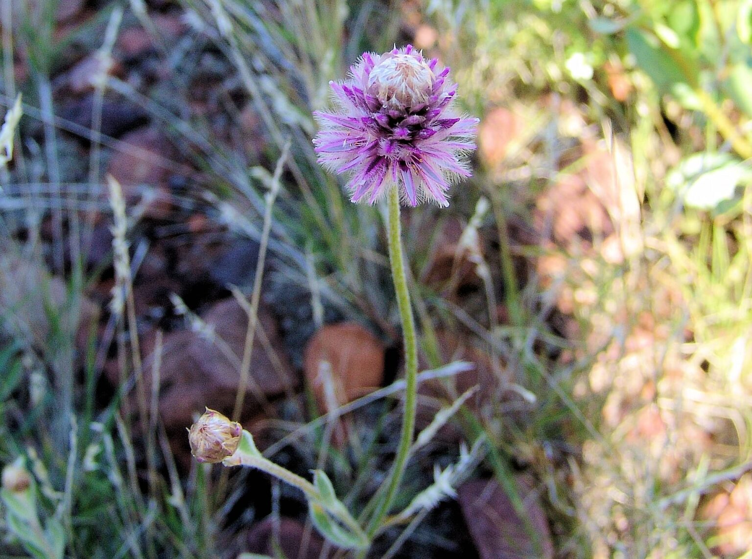 Hairy Mulla Mulla (Ptilotus helipteroides) – Ausemade