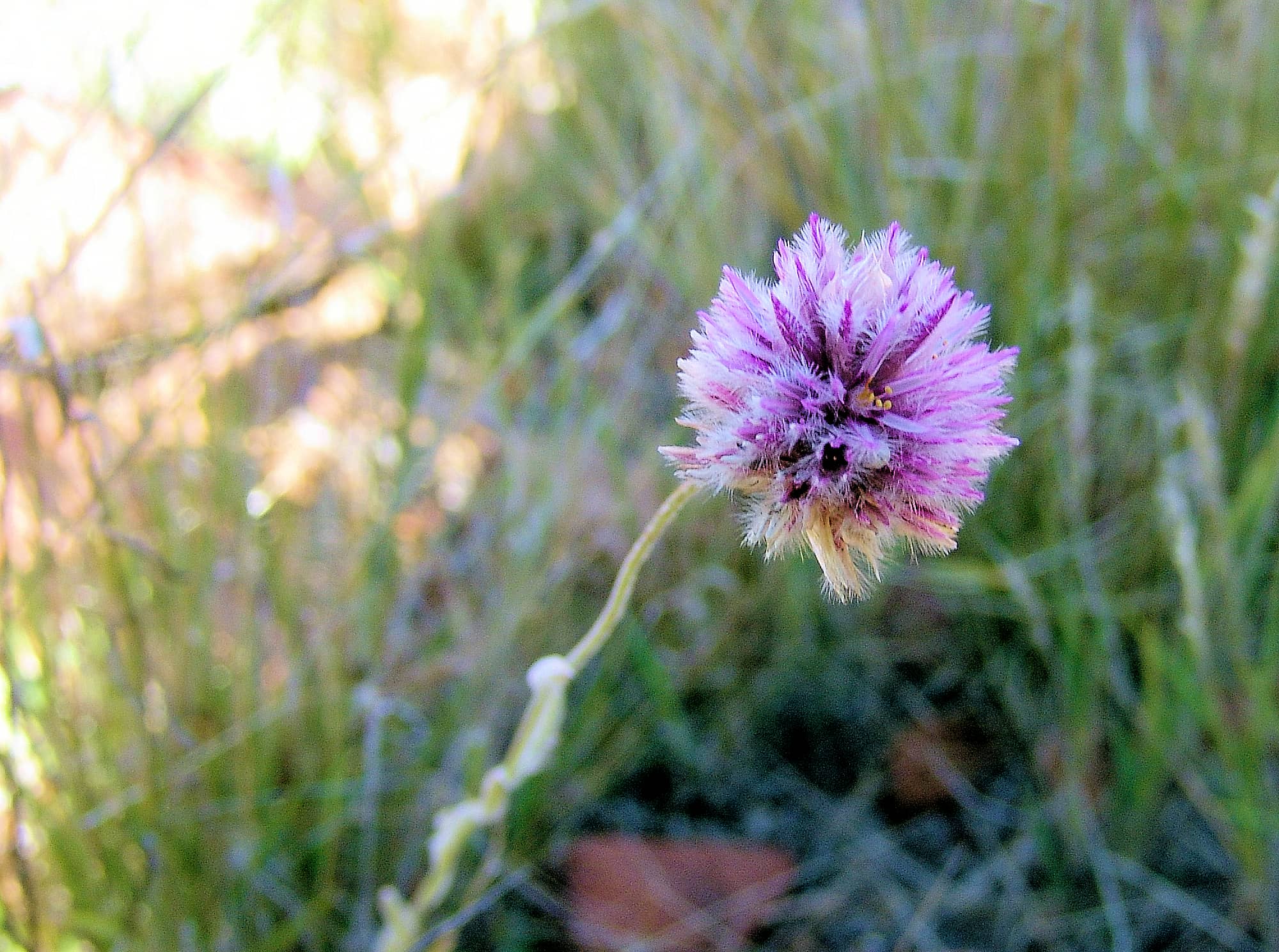 Hairy Mulla Mulla (Ptilotus helipteroides) – Ausemade