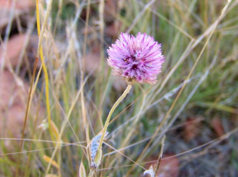 Hairy Mulla Mulla (Ptilotus helipteroides) – Ausemade