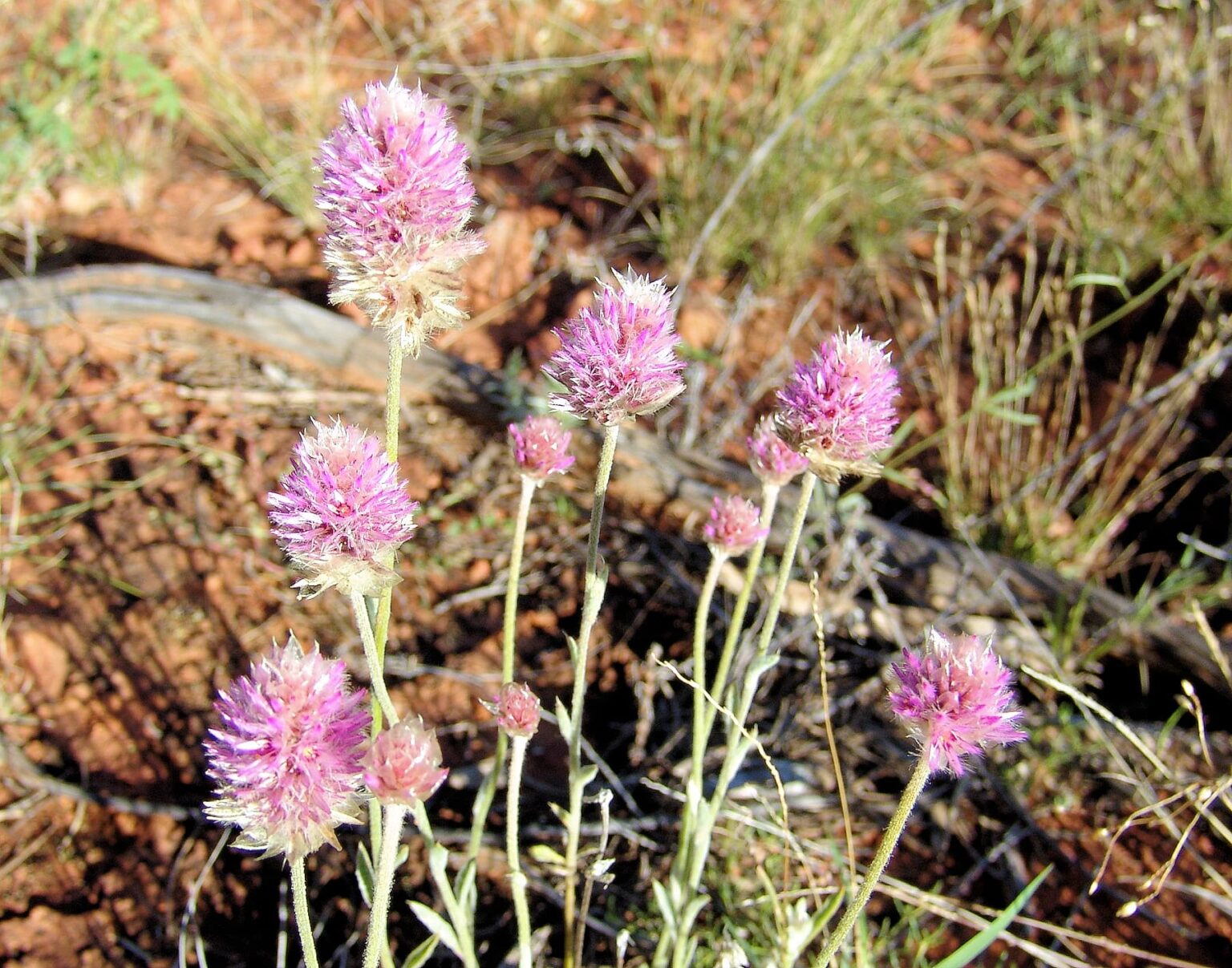 Hairy Mulla Mulla (Ptilotus helipteroides) – Ausemade
