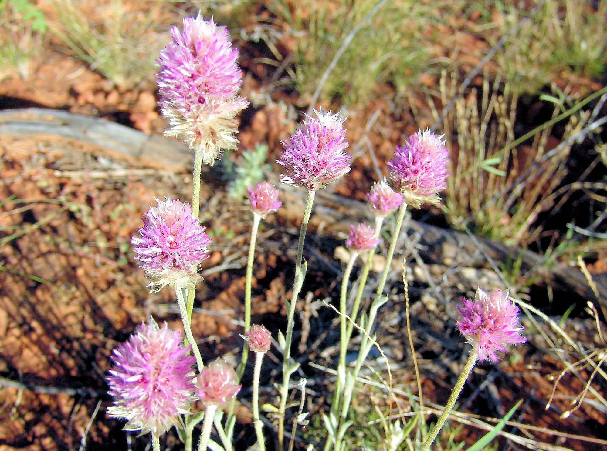 Hairy Mulla Mulla (Ptilotus helipteroides) – Ausemade