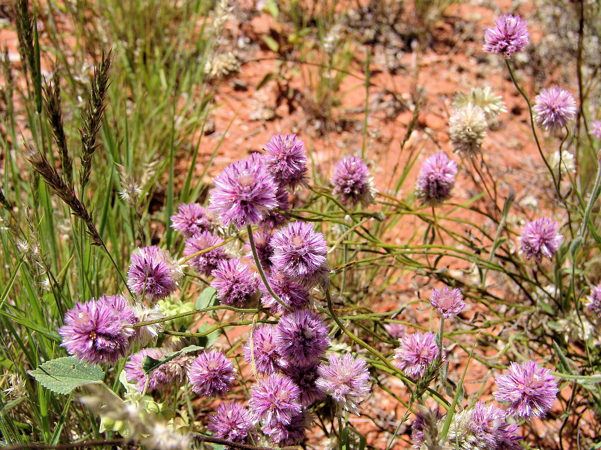 Mass Wildflower Displays – Ausemade