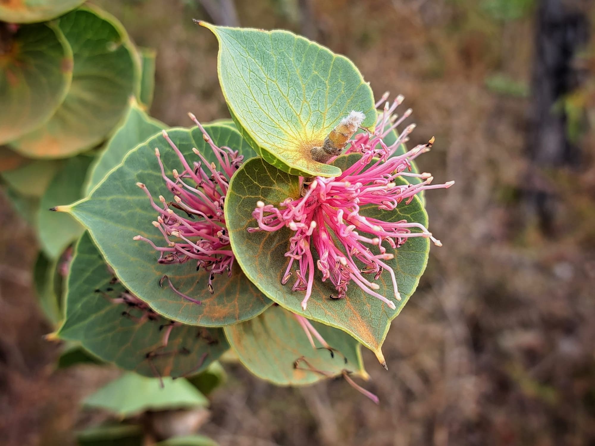 Hakea cucullata (Hood Leaved Hakea) – Ausemade