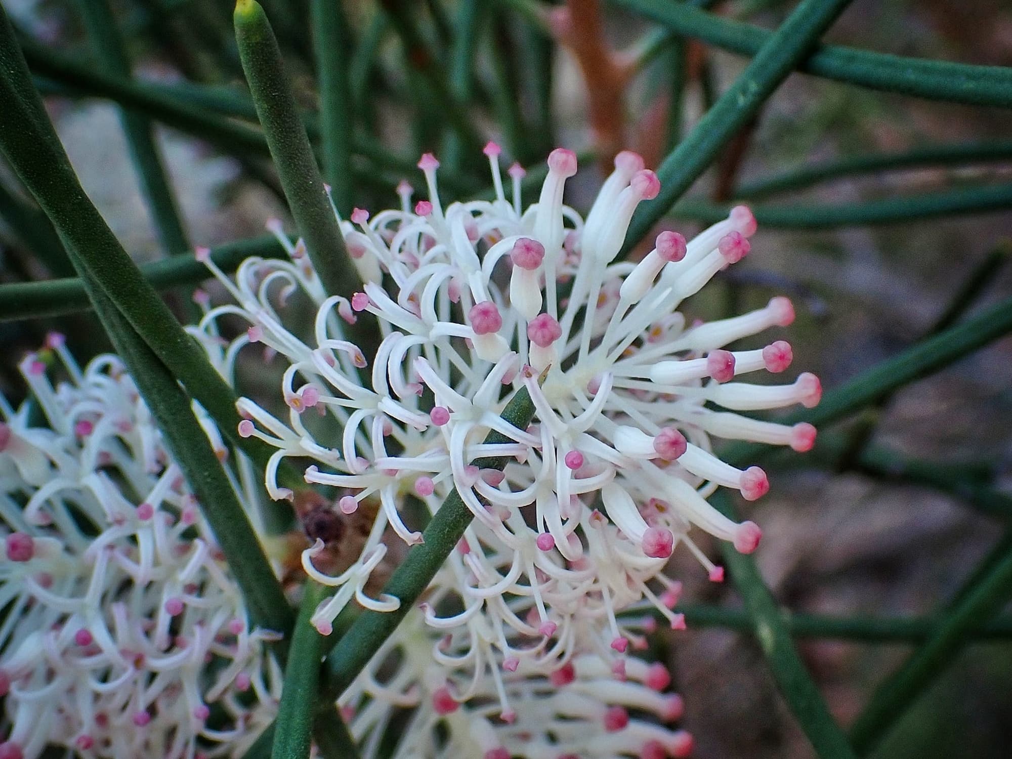 Hakea drupacea (Sweet Hakea) – Ausemade