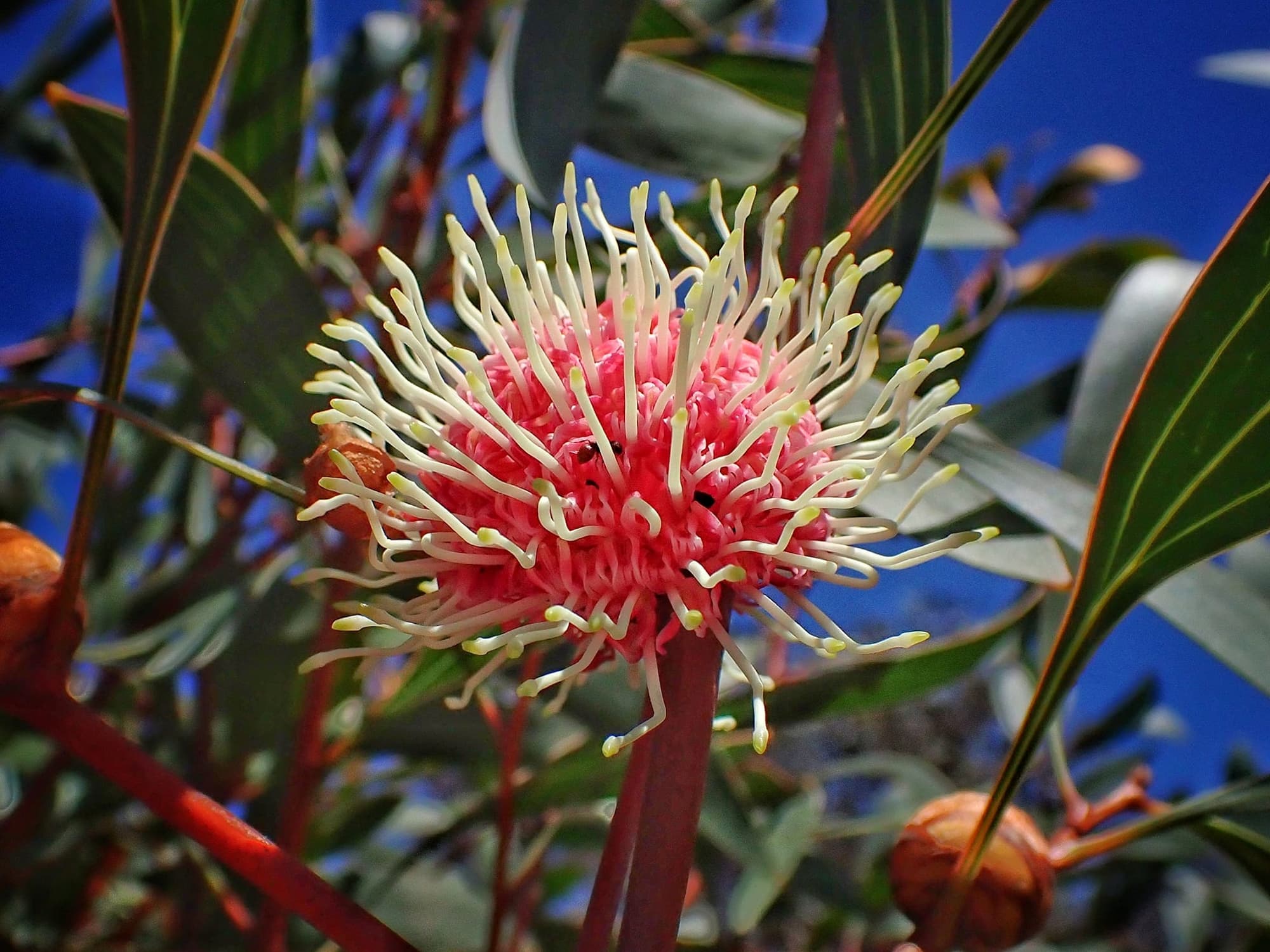 Hakea laurina (Pincushion Hakea) – Ausemade
