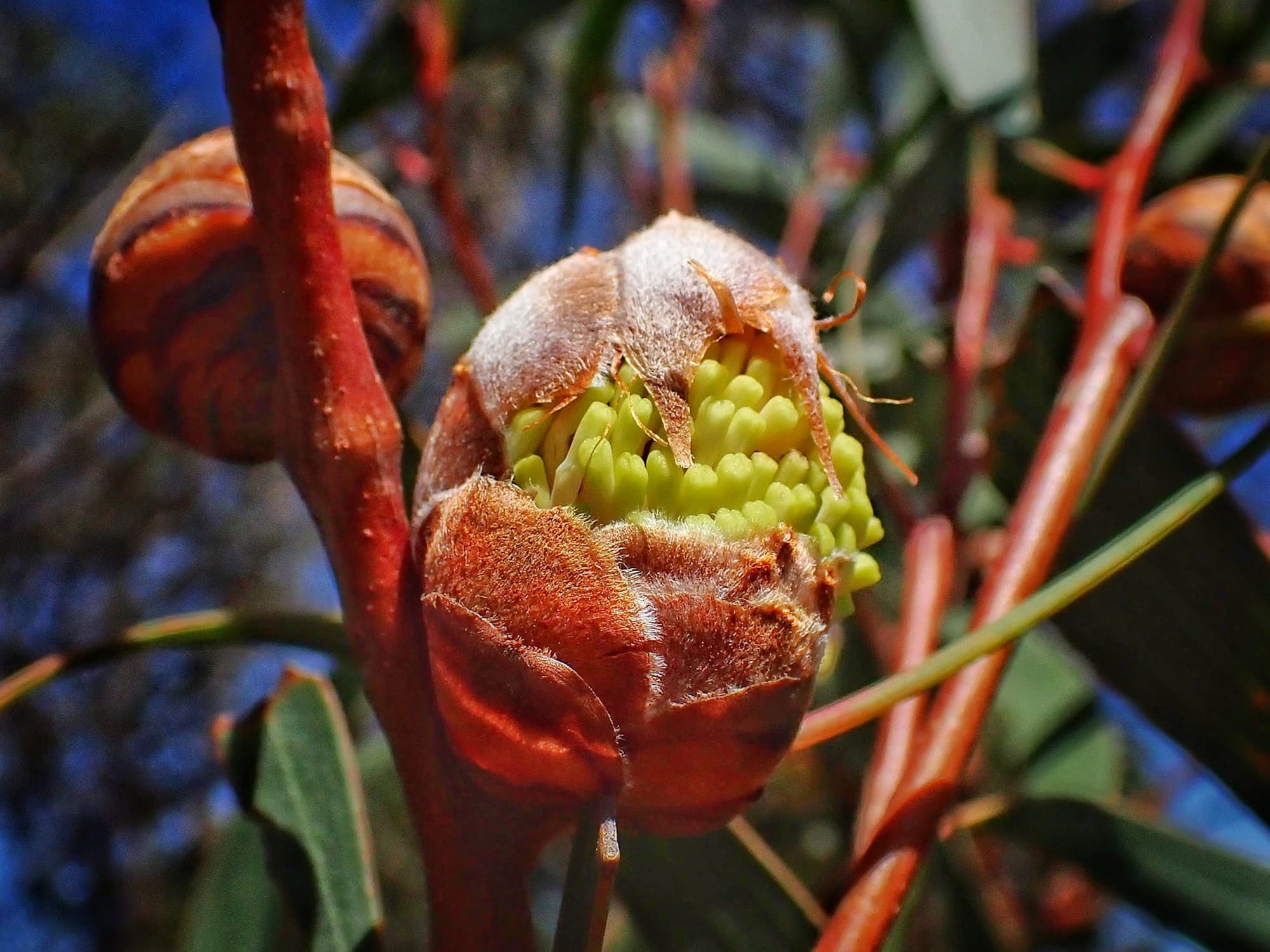 Hakea laurina (Pincushion Hakea) – Ausemade