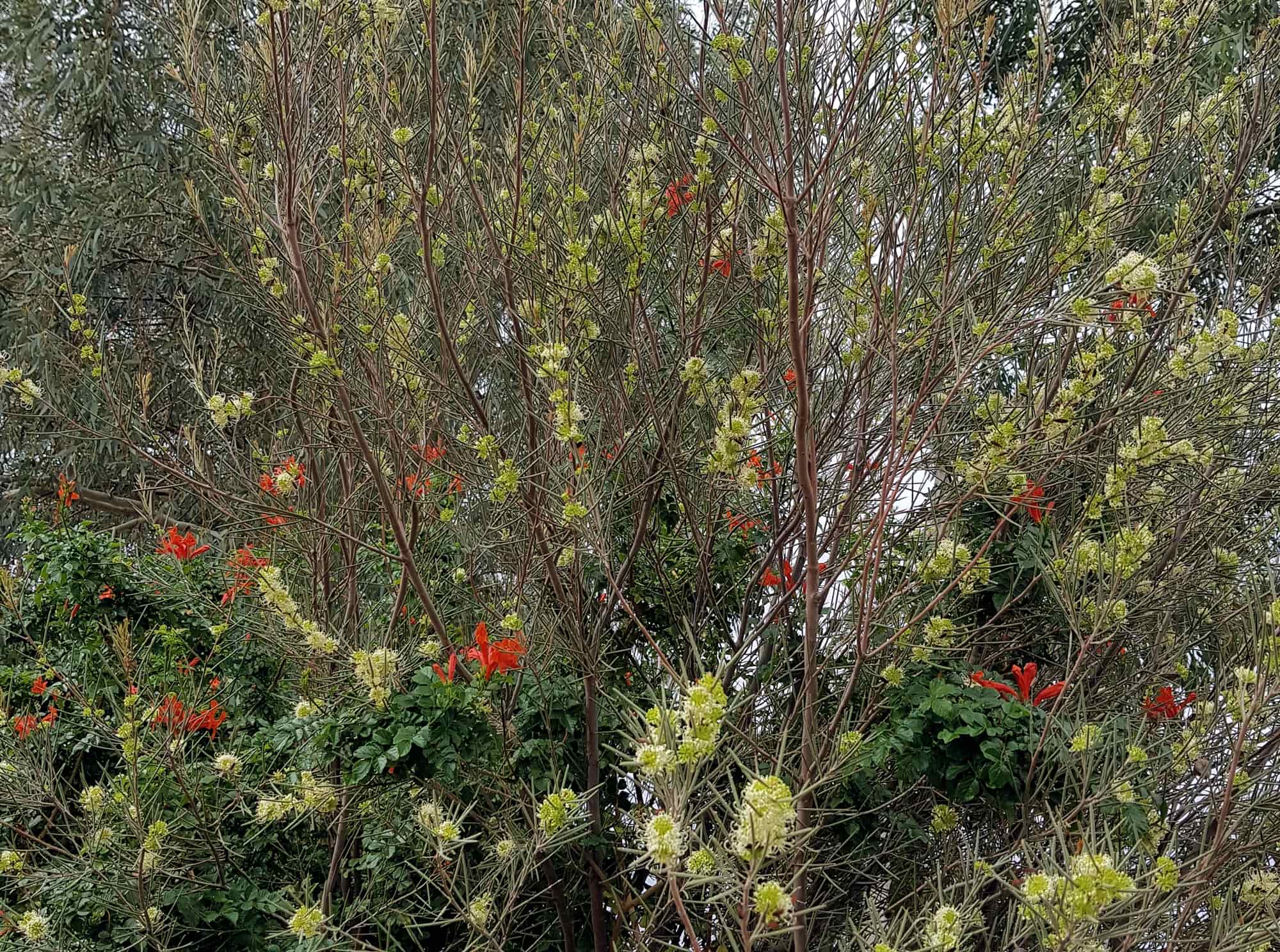 Needlewood – Ausemade