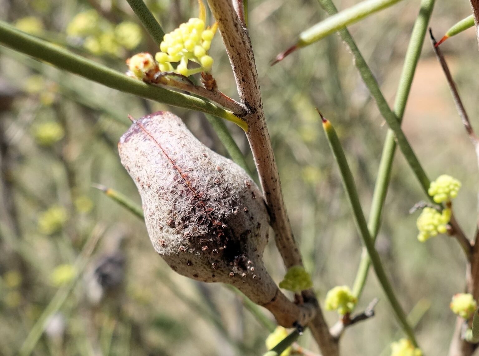 Hakea leucoptera (Needlewood) – Ausemade