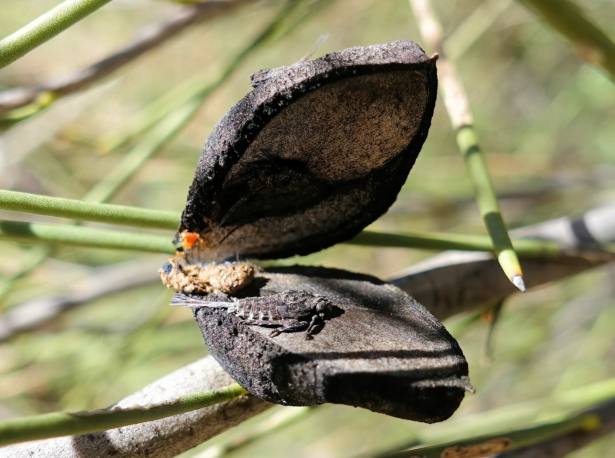 Hakea leucoptera (Needlewood) – Ausemade