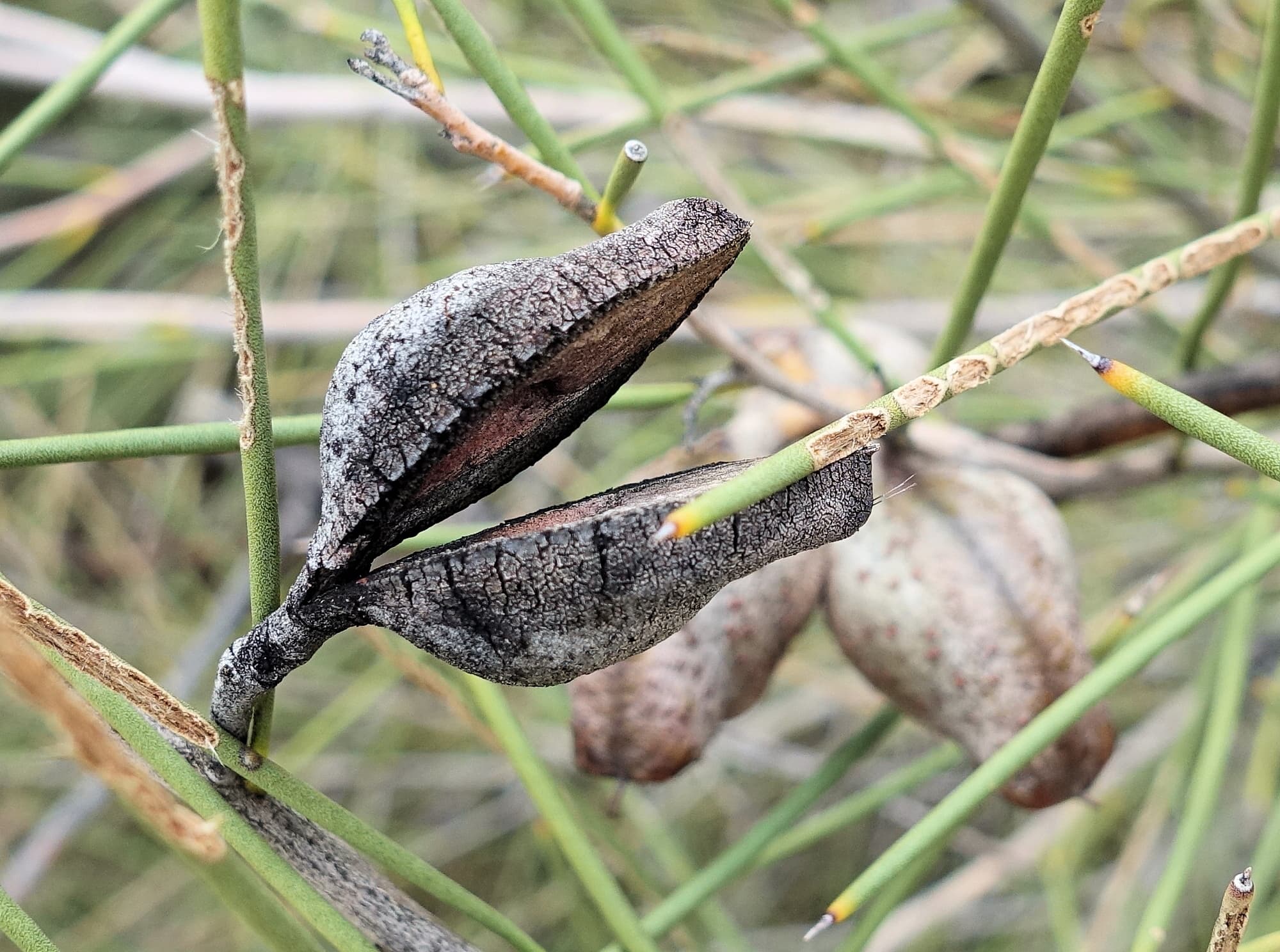 Hakea leucoptera (Needlewood) – Ausemade