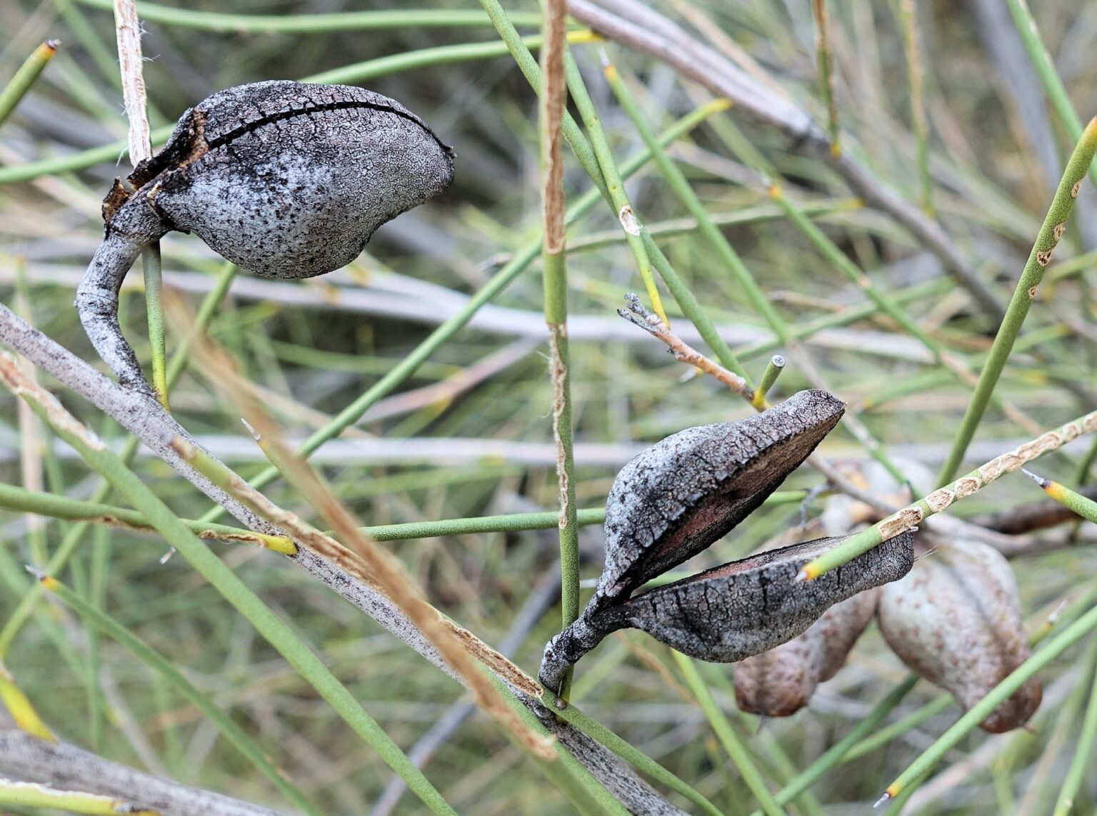Hakea leucoptera (Needlewood) – Ausemade