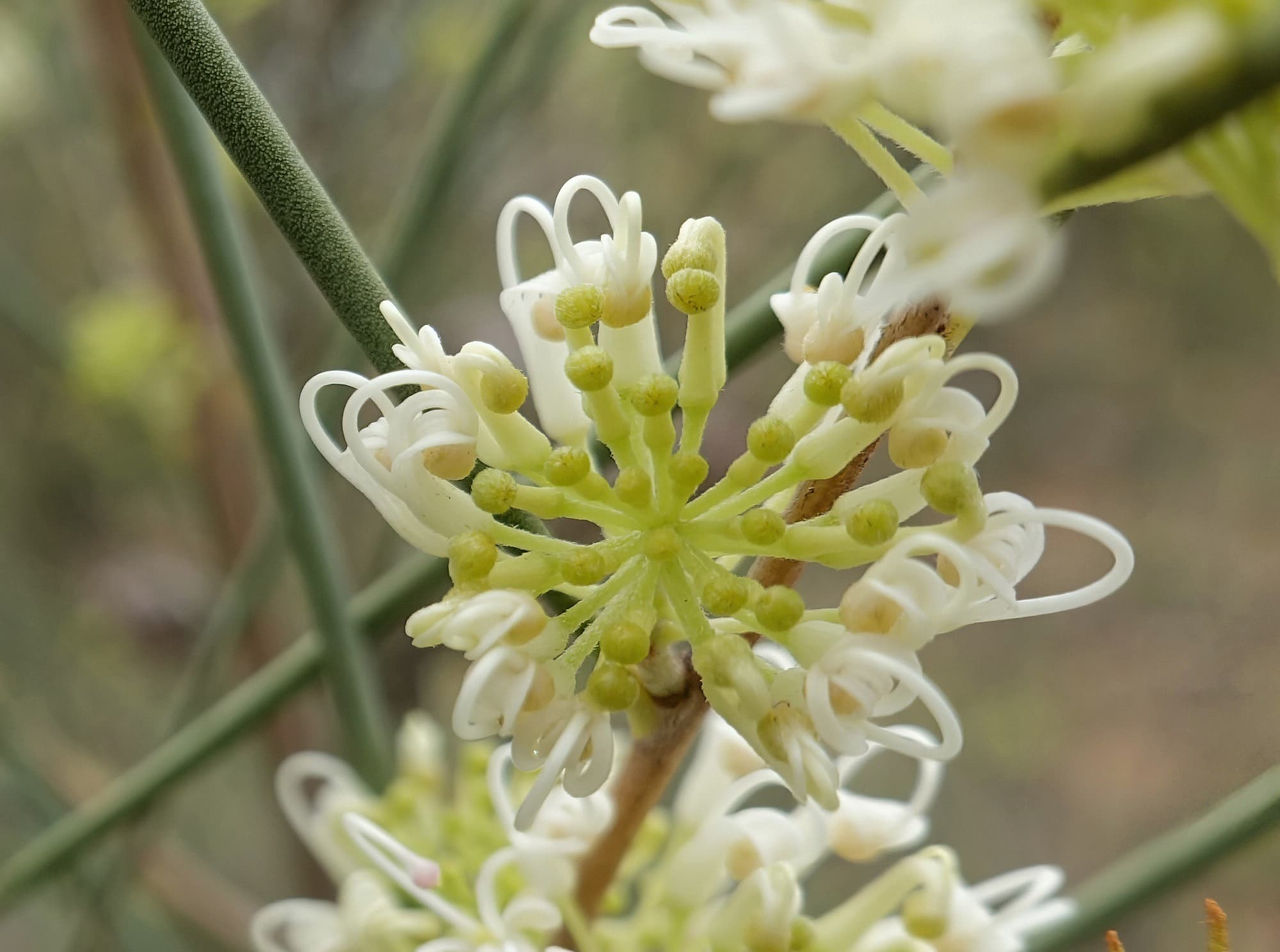 Hakea leucoptera (Needlewood) – Ausemade