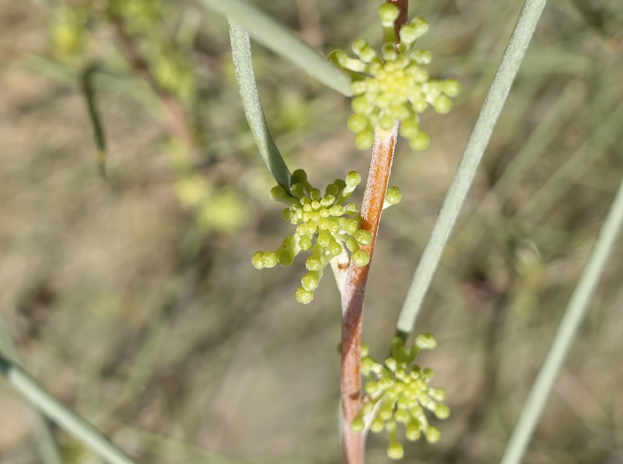 Hakea leucoptera (Needlewood) – Ausemade