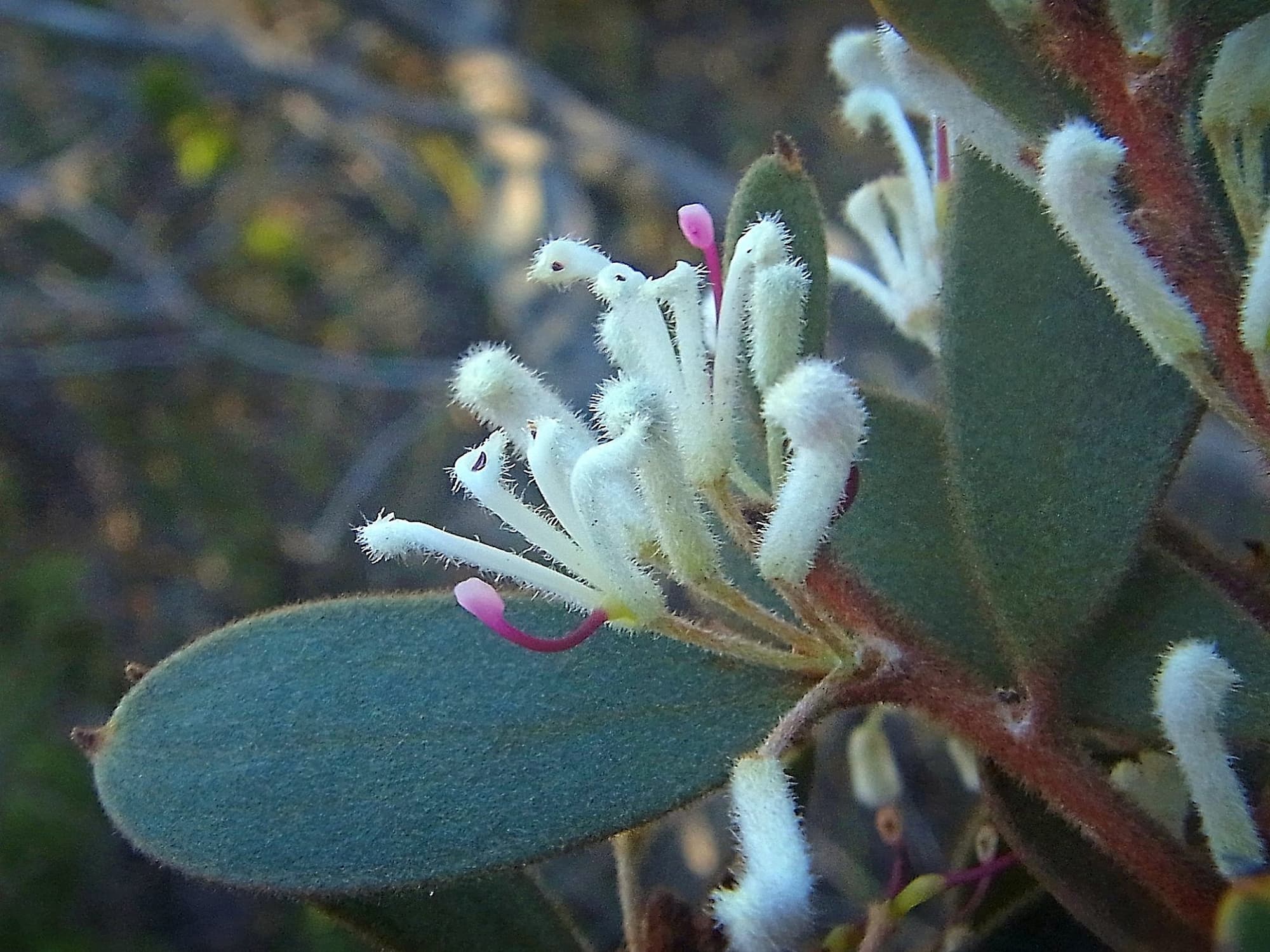 Hakea trifurcata (Two-leafed Hakea) – Ausemade