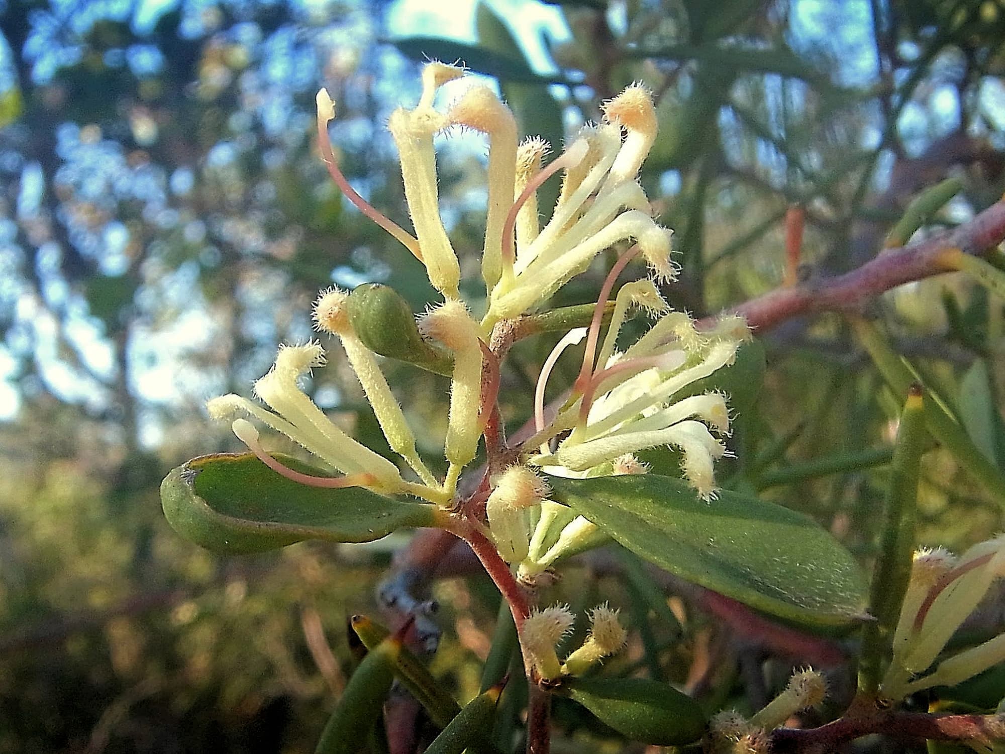 Hakea trifurcata (Two-leafed Hakea) – Ausemade