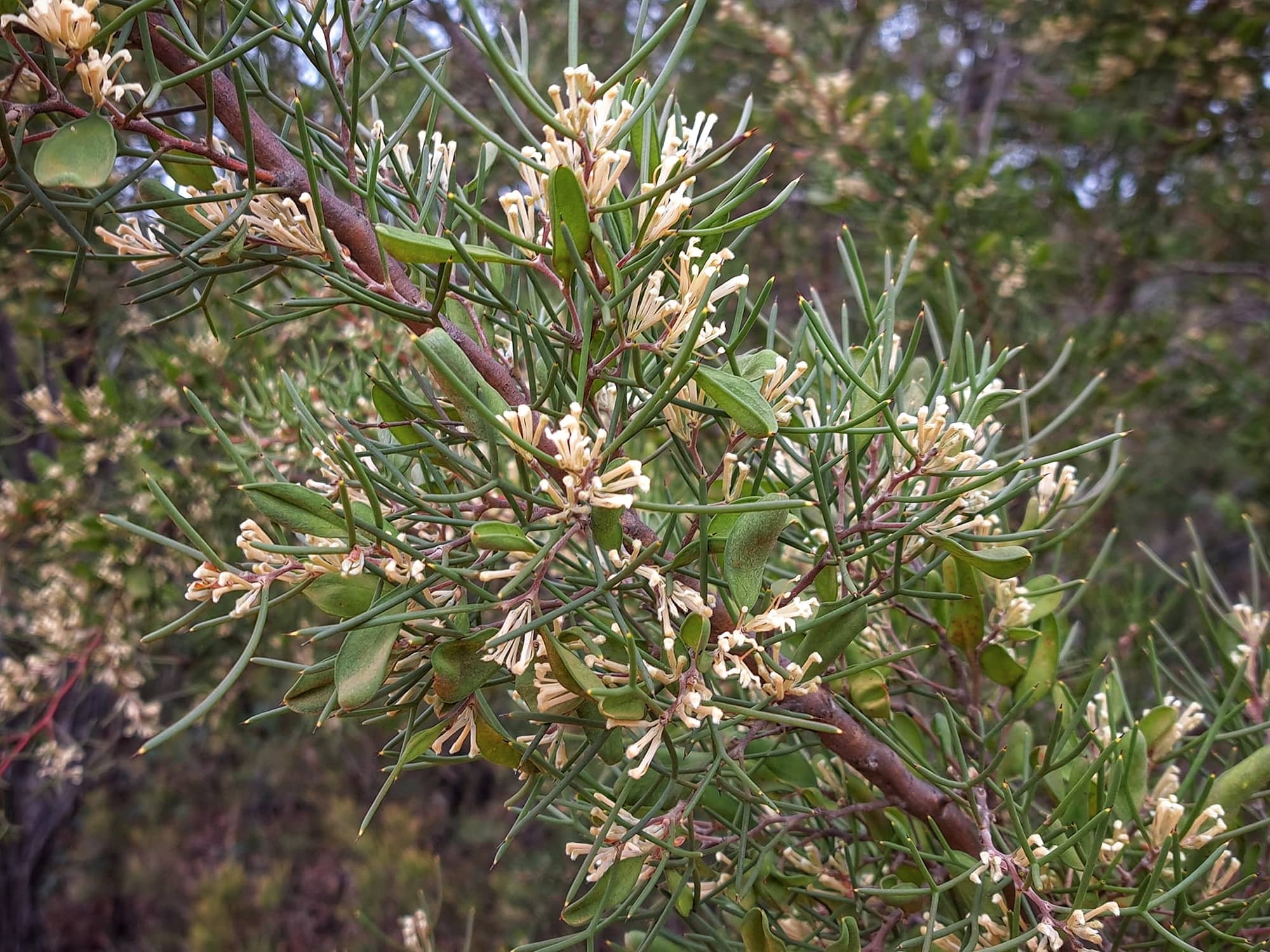 Hakea trifurcata (Two-leafed Hakea) – Ausemade