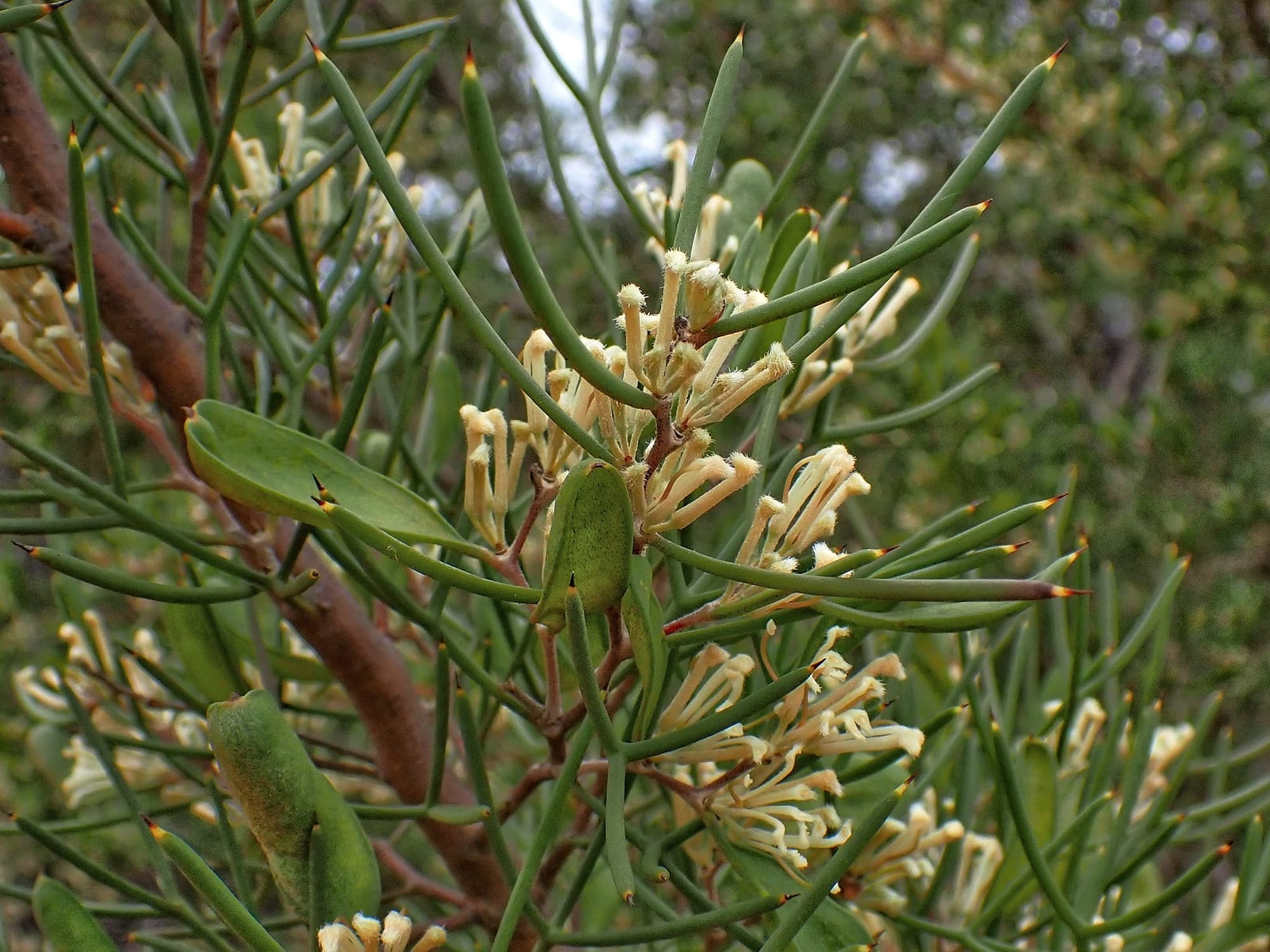 Hakea trifurcata (Two-leafed Hakea) – Ausemade