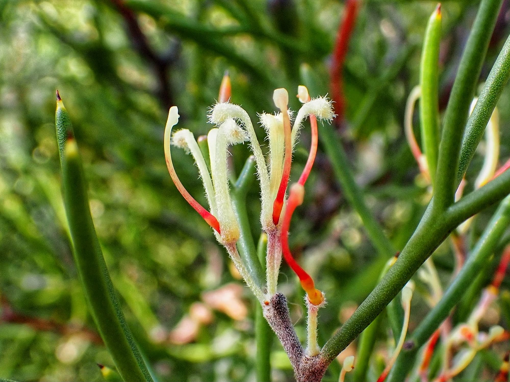 Hakea trifurcata (Two-leafed Hakea) – Ausemade