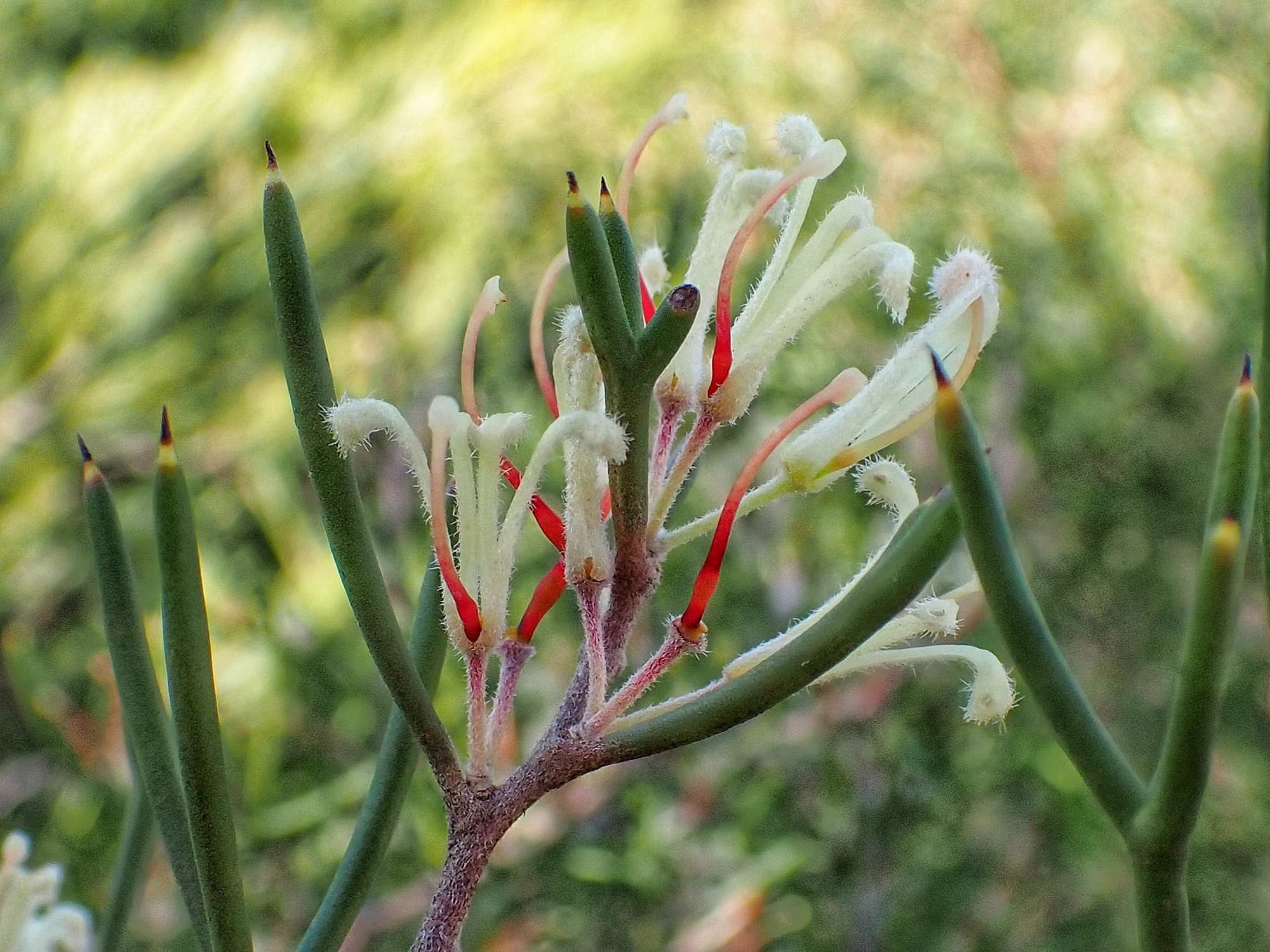 Hakea trifurcata (Two-leafed Hakea) – Ausemade