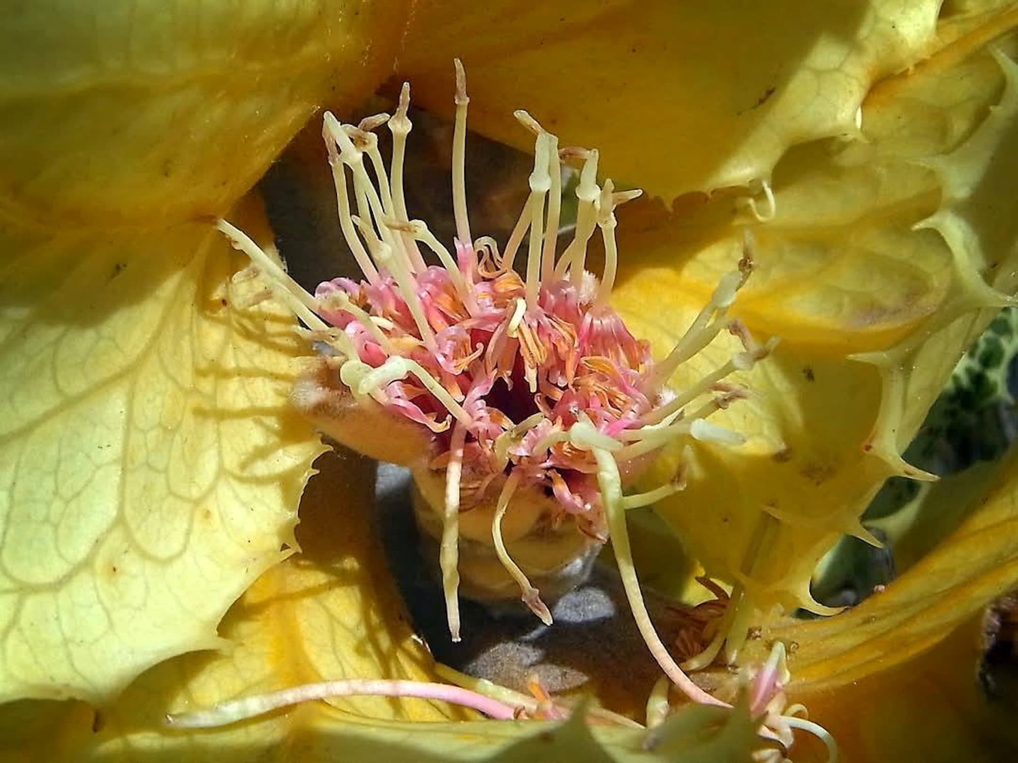 the magnificent Hakea victoria – Ausemade