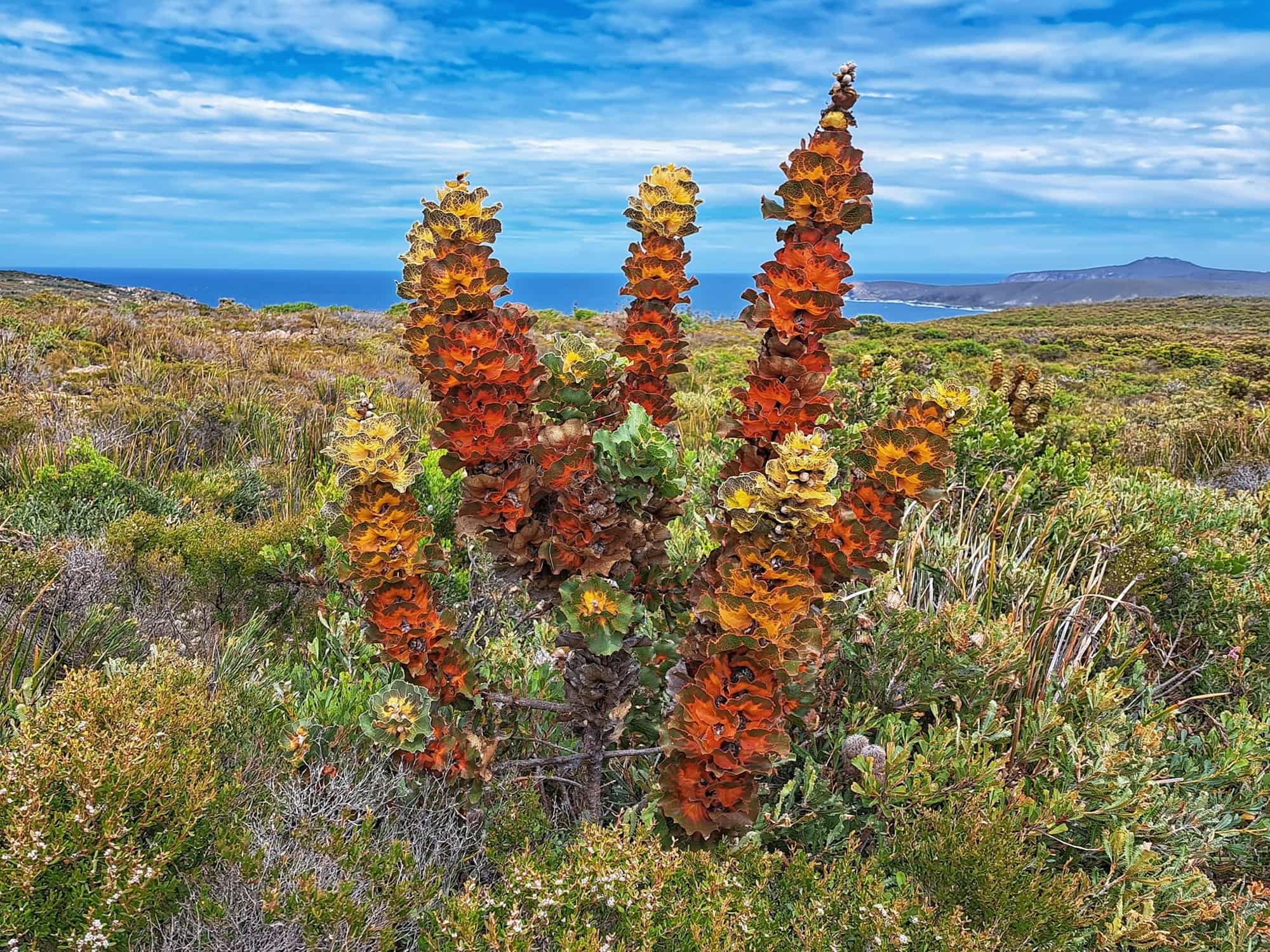 Hakea victoria (Royal Hakea) – Ausemade