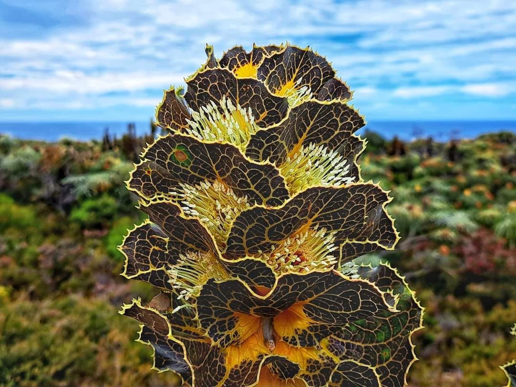 Hakea victoria (Royal Hakea) – Ausemade