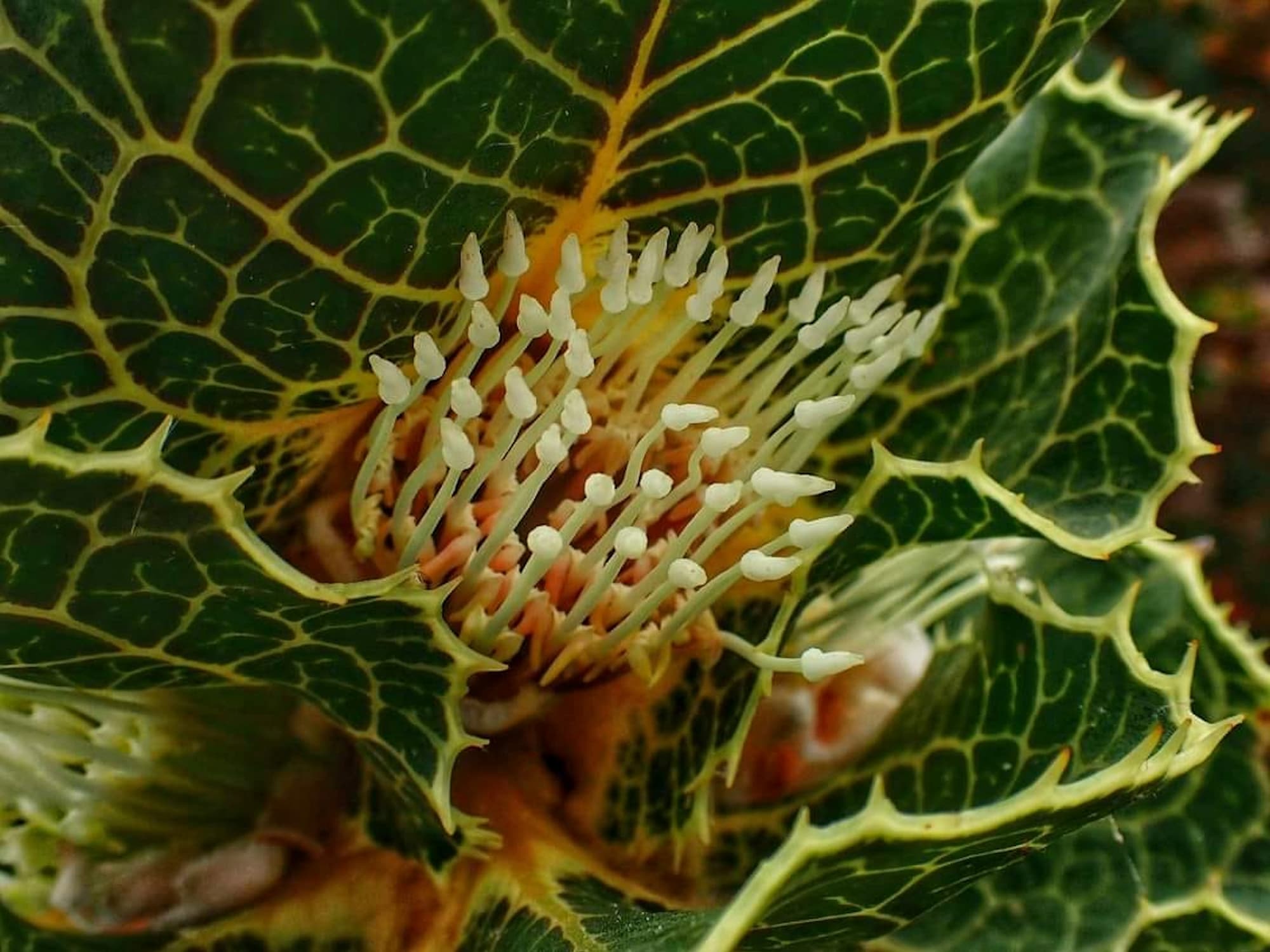 Hakea victoria (Royal Hakea) – Ausemade