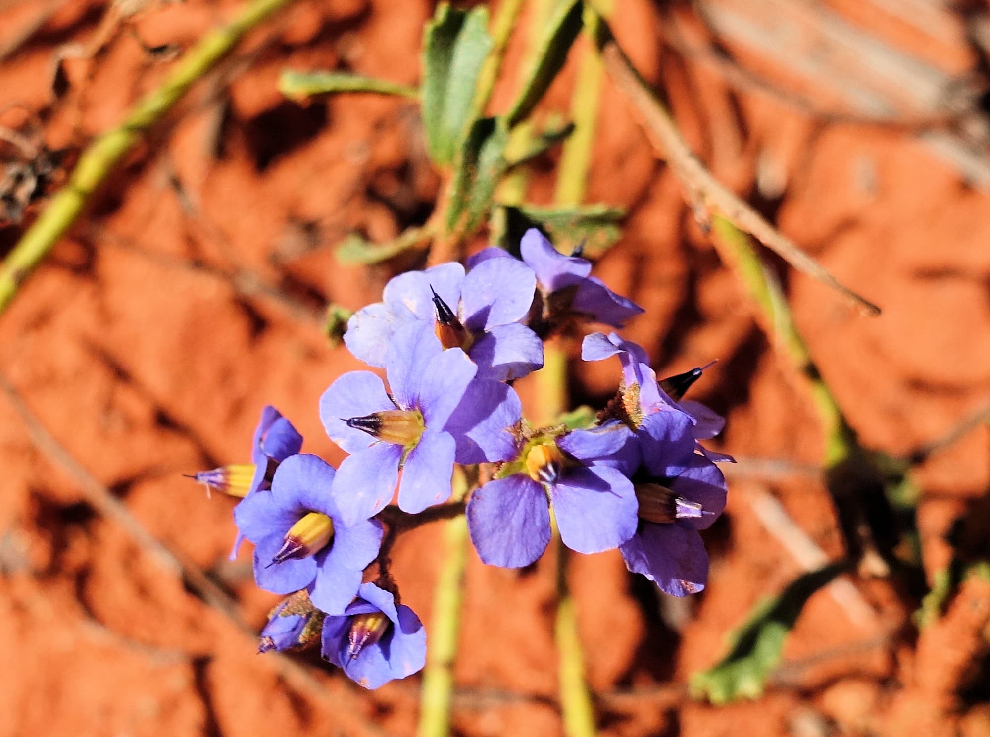 Rough Halgania – Ausemade