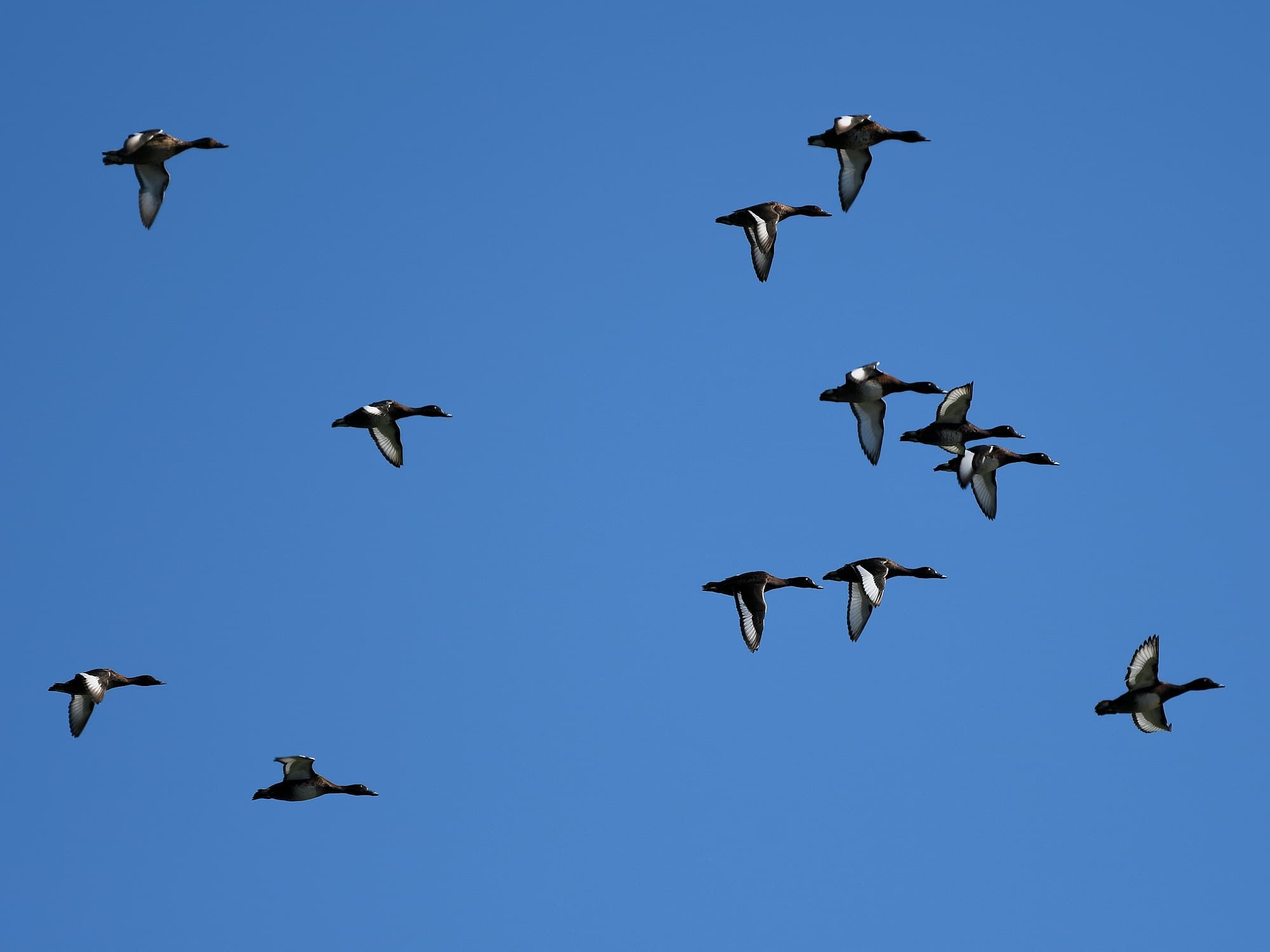 Hardhead at the Ponds – Ausemade