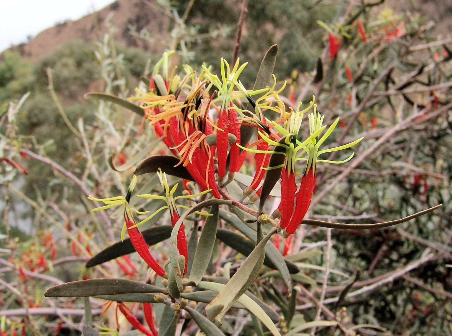 Harlequin Mistletoe (Lysiana exocarpi) – Ausemade