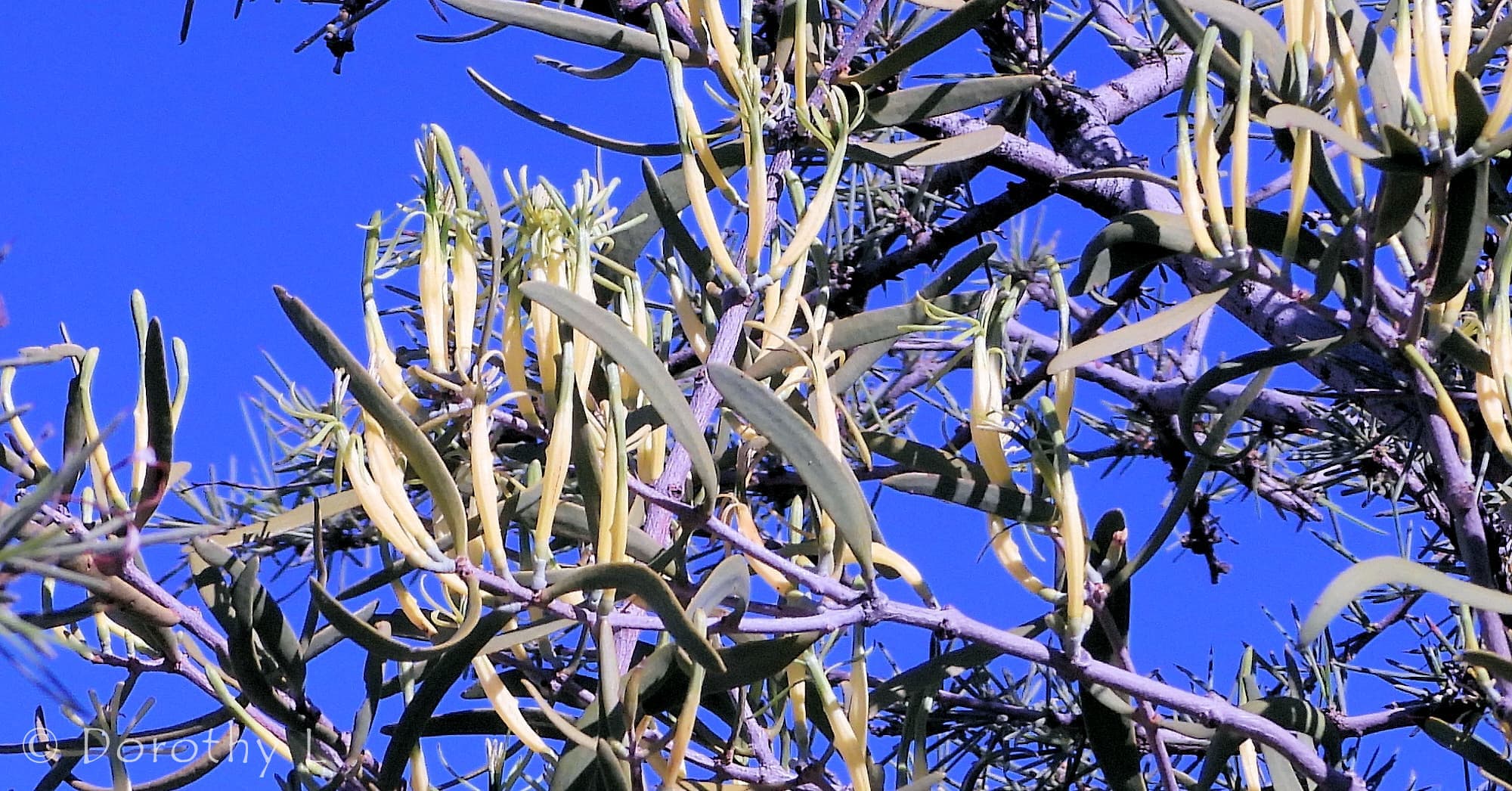 Harlequin Mistletoe Yellow Form (Lysiana exocarpi ssp. exocarpi) – Ausemade