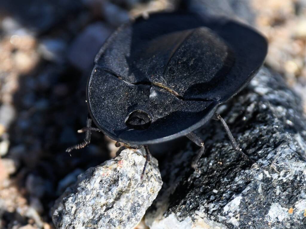 Pie-dish Beetle at the Ponds – Ausemade