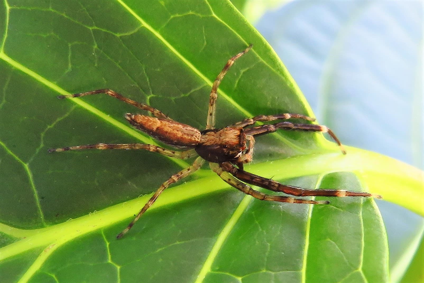 Helpis minitabunda (Bronze Hopper) – Ausemade