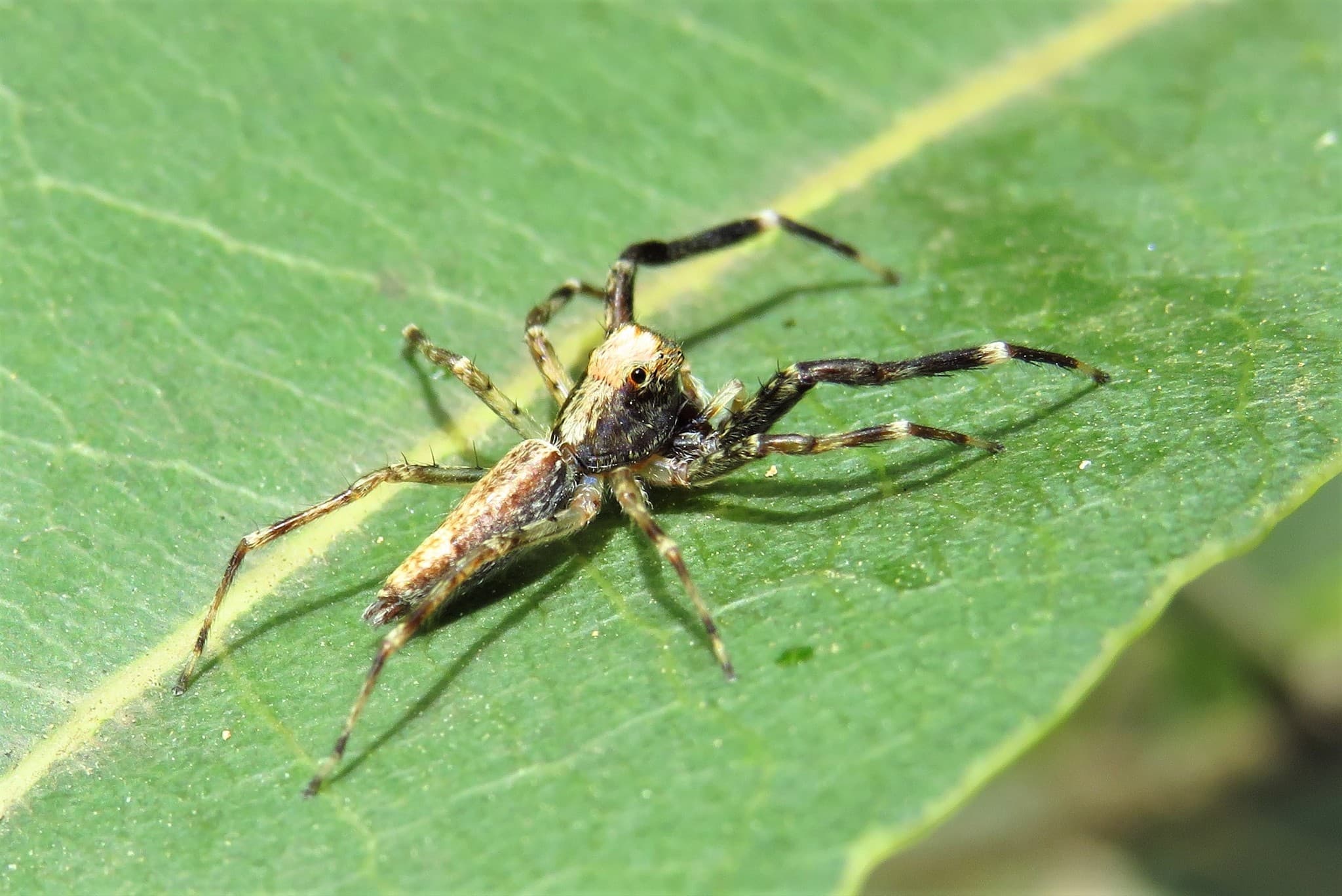 Helpis minitabunda (Bronze Hopper) – Ausemade