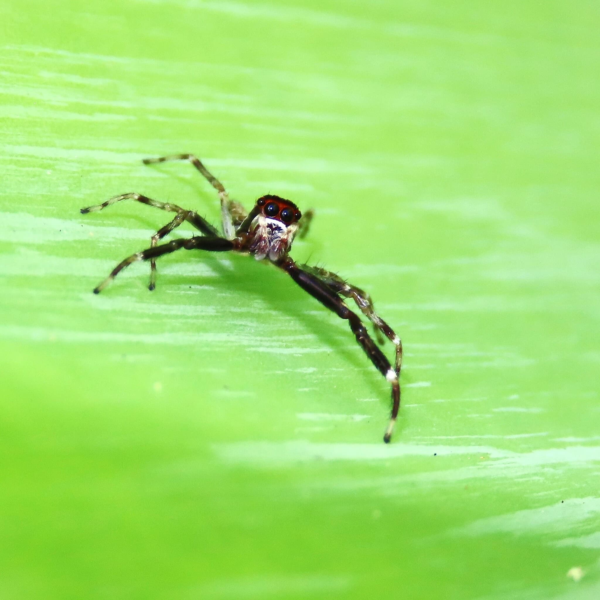 Helpis minitabunda (Bronze Hopper) – Ausemade