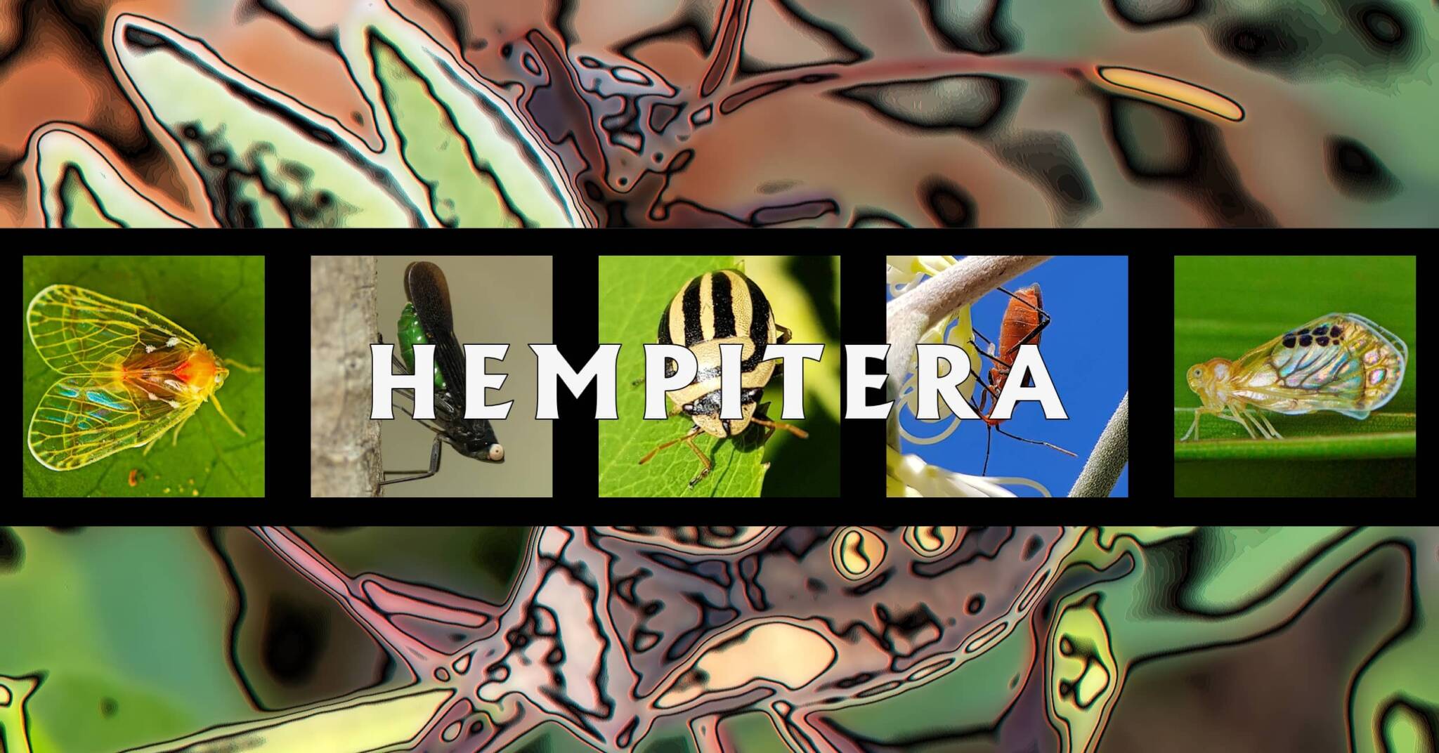 Hemiptera Index – Ausemade