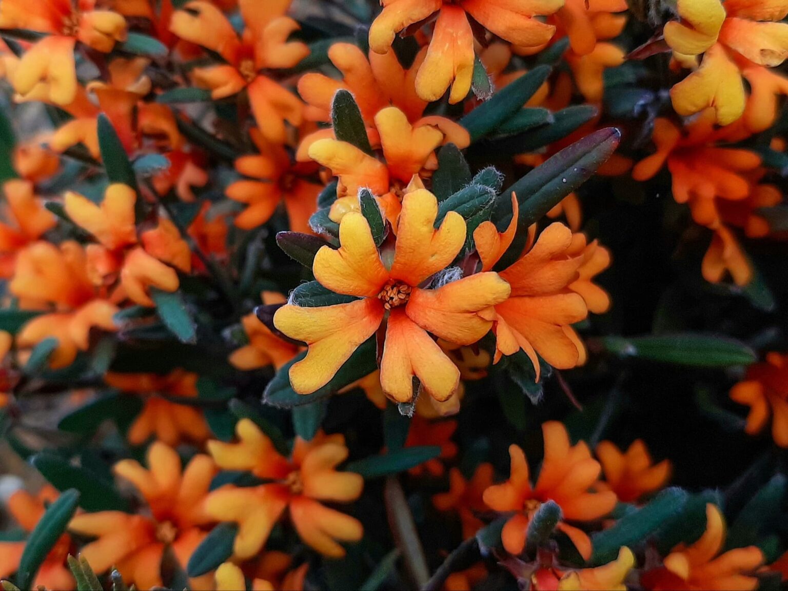 Stirling Range National Park Flora – Ausemade