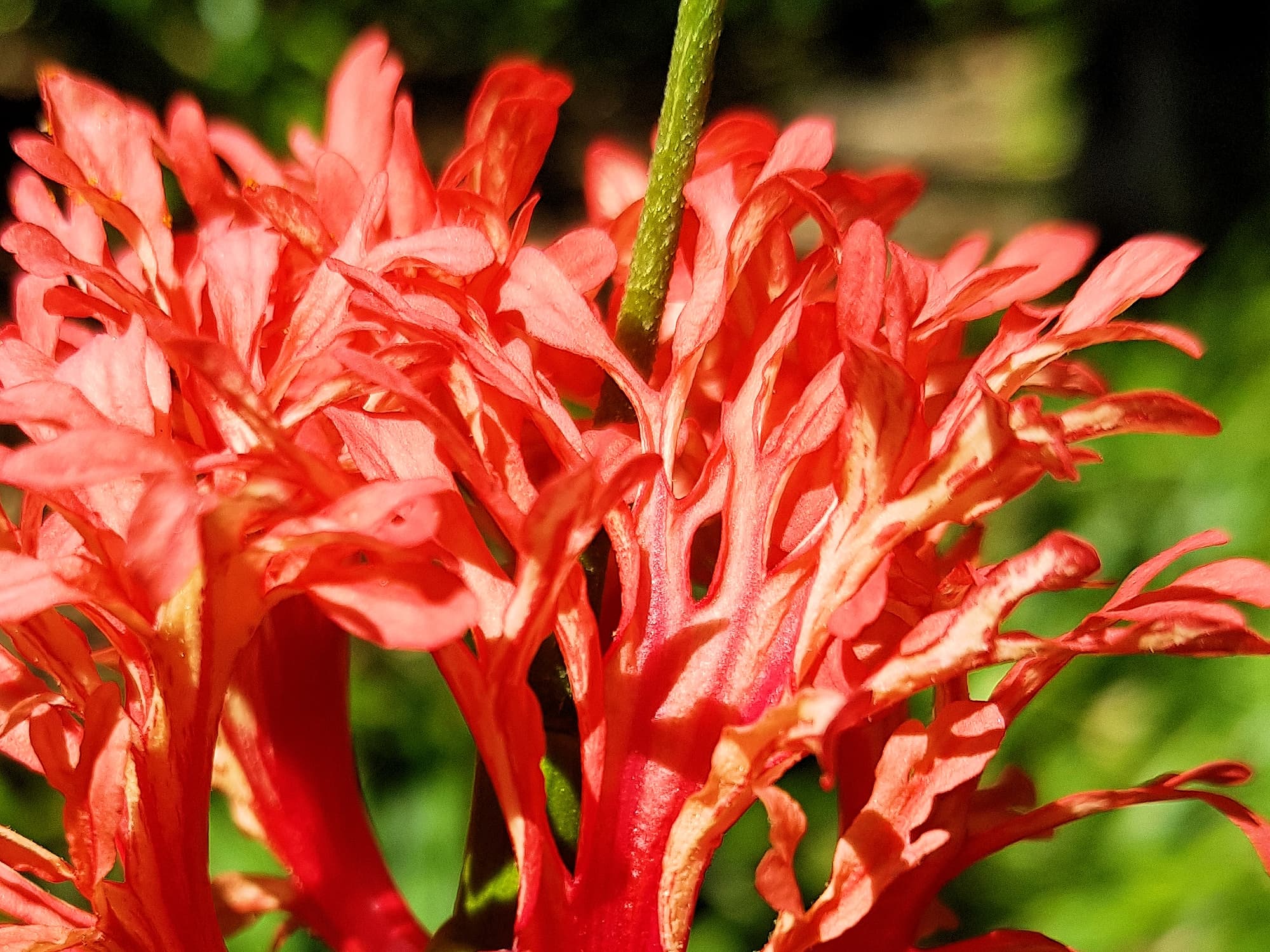 Spider Hibiscus / Japanese Lantern (Hibiscus schizopetalus) – Ausemade