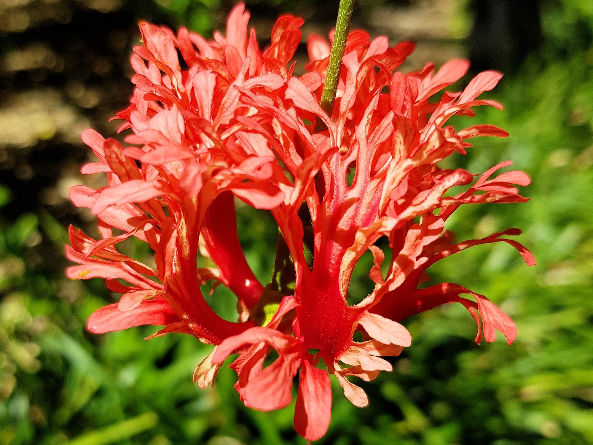 New South Wales Flora – Ausemade