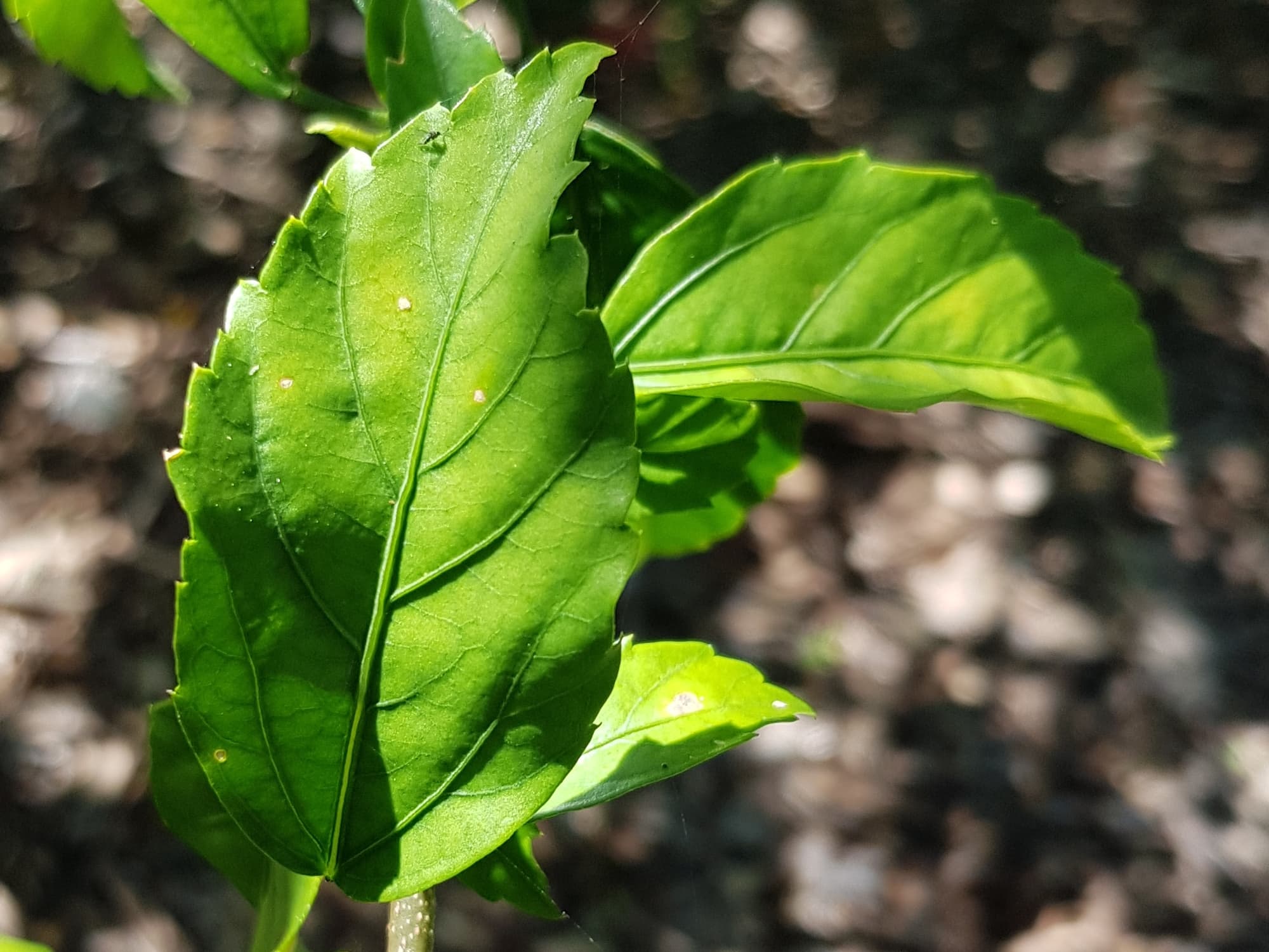 Spider Hibiscus / Japanese Lantern (Hibiscus schizopetalus) – Ausemade