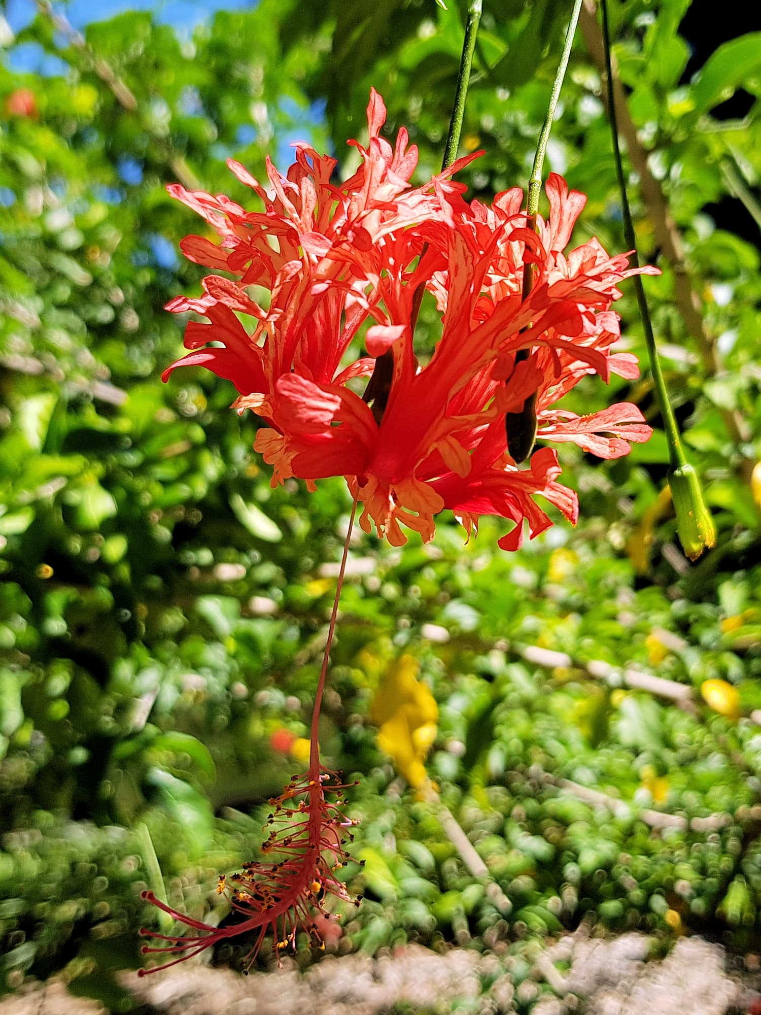 Spider Hibiscus / Japanese Lantern (Hibiscus schizopetalus) – Ausemade
