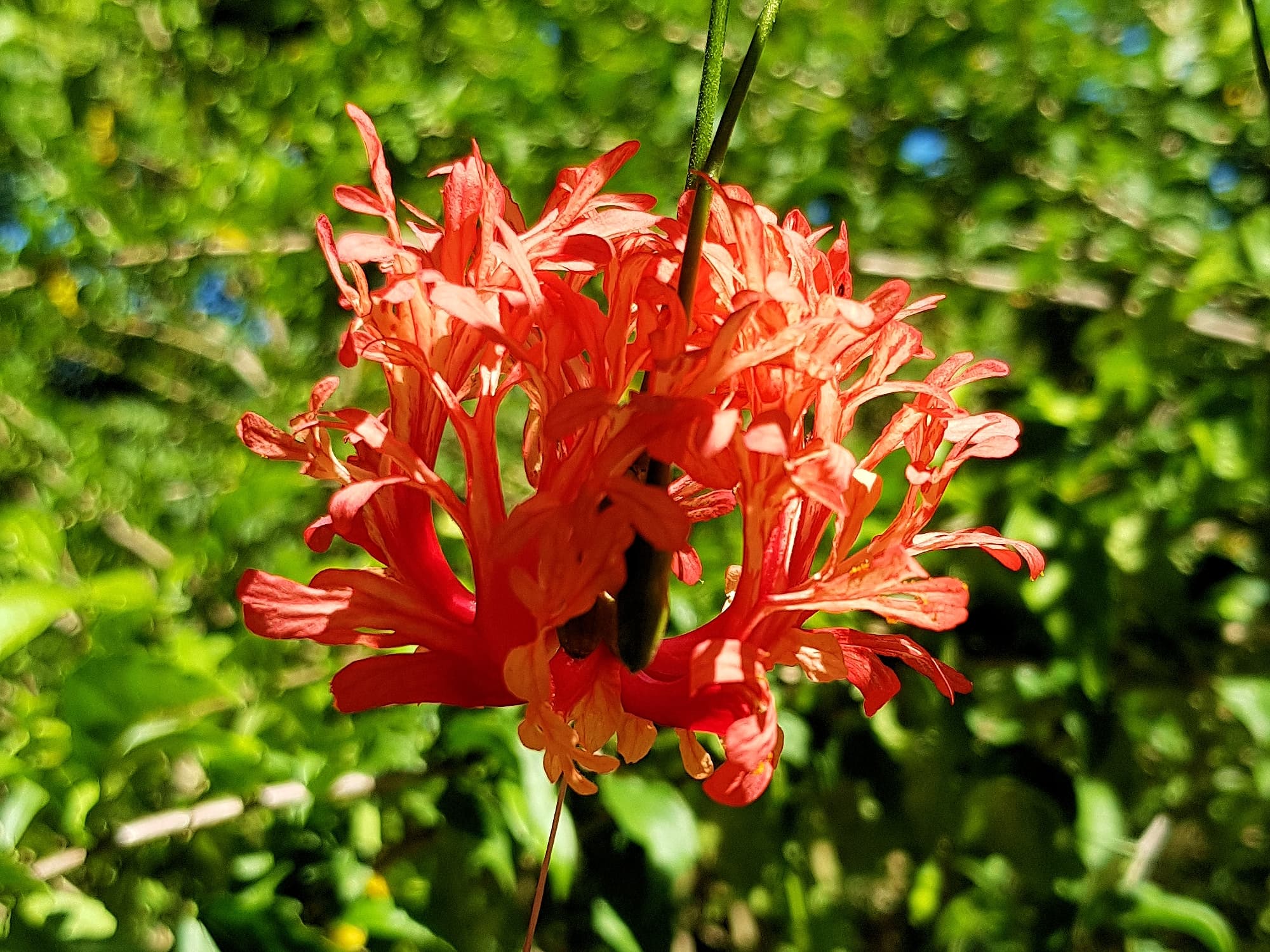 Spider Hibiscus / Japanese Lantern (Hibiscus schizopetalus) – Ausemade