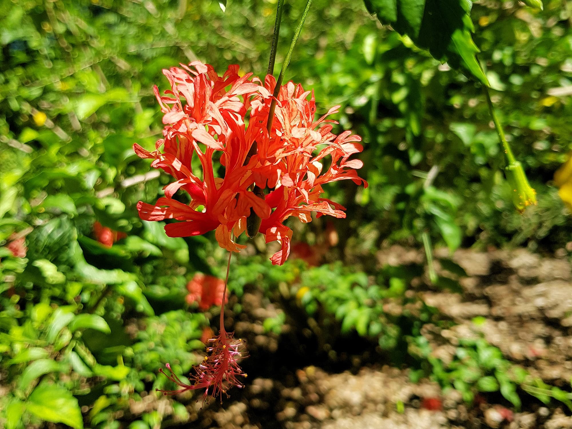 Spider Hibiscus / Japanese Lantern (Hibiscus schizopetalus) – Ausemade